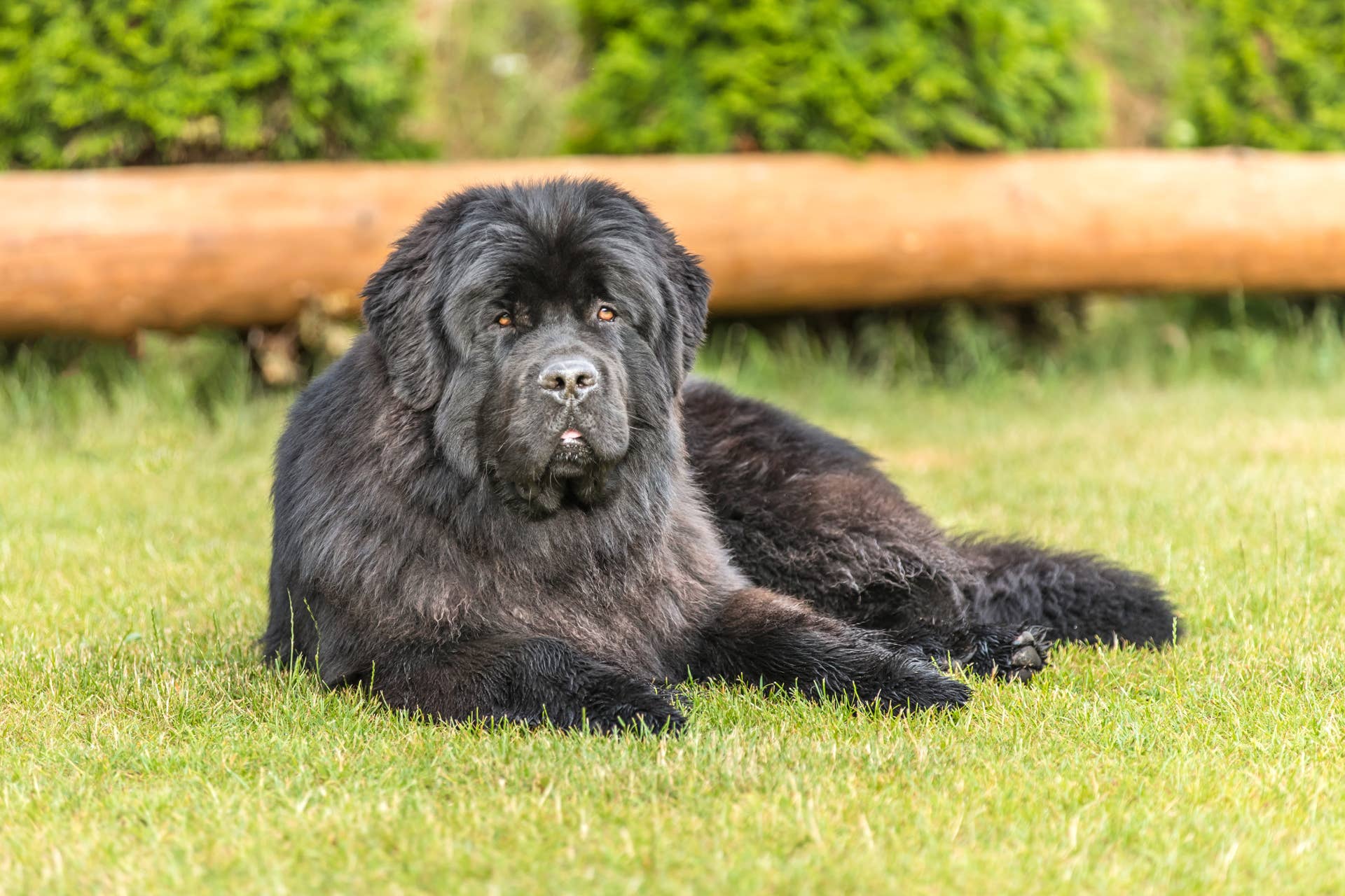 This Newfoundland's Grandma Is the Most Adorable Inventor Ever - PawNation