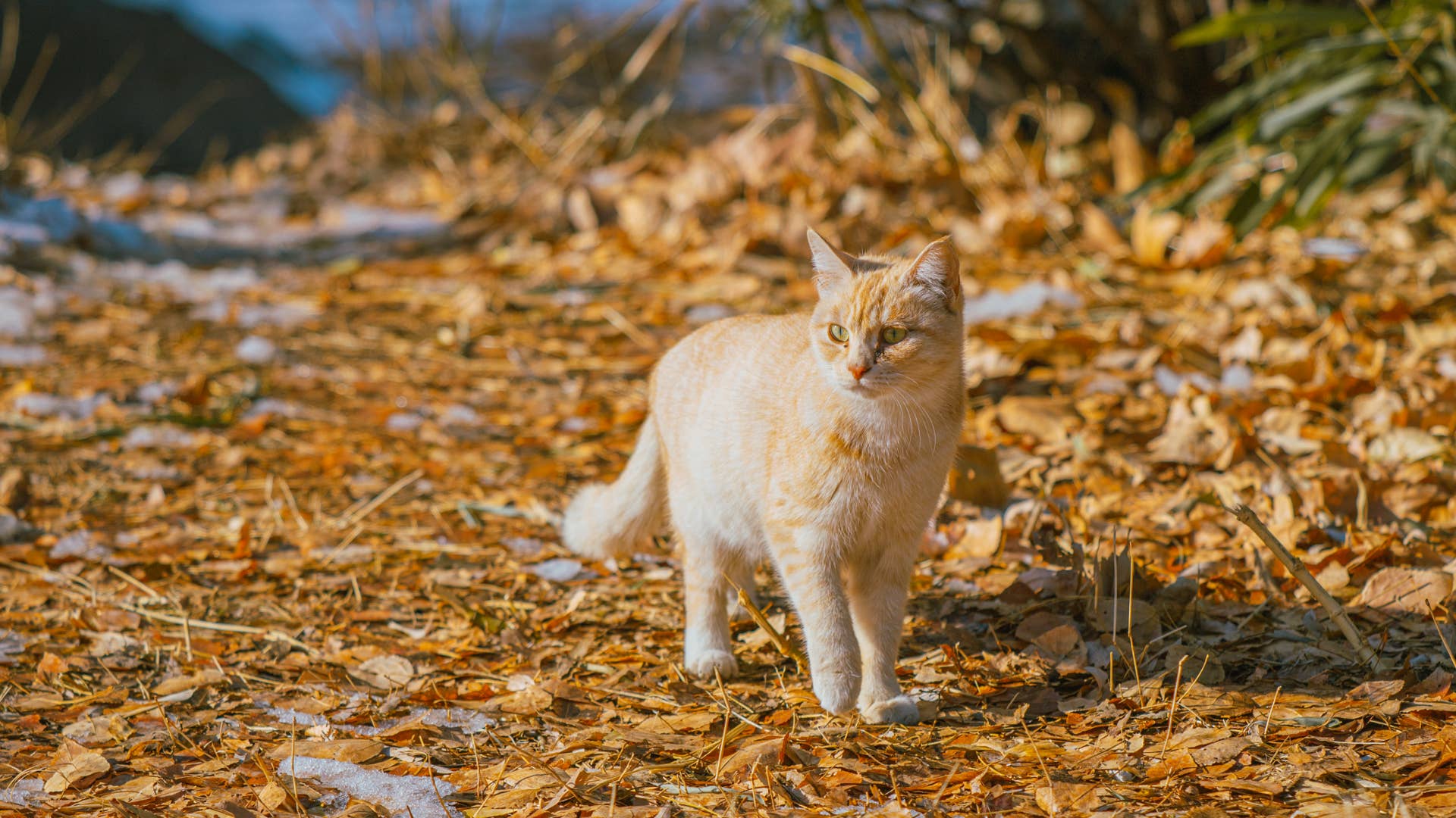 Woman Believes a Stray Cat Saved Her Life and Viewers Are Stunned - Paw ...