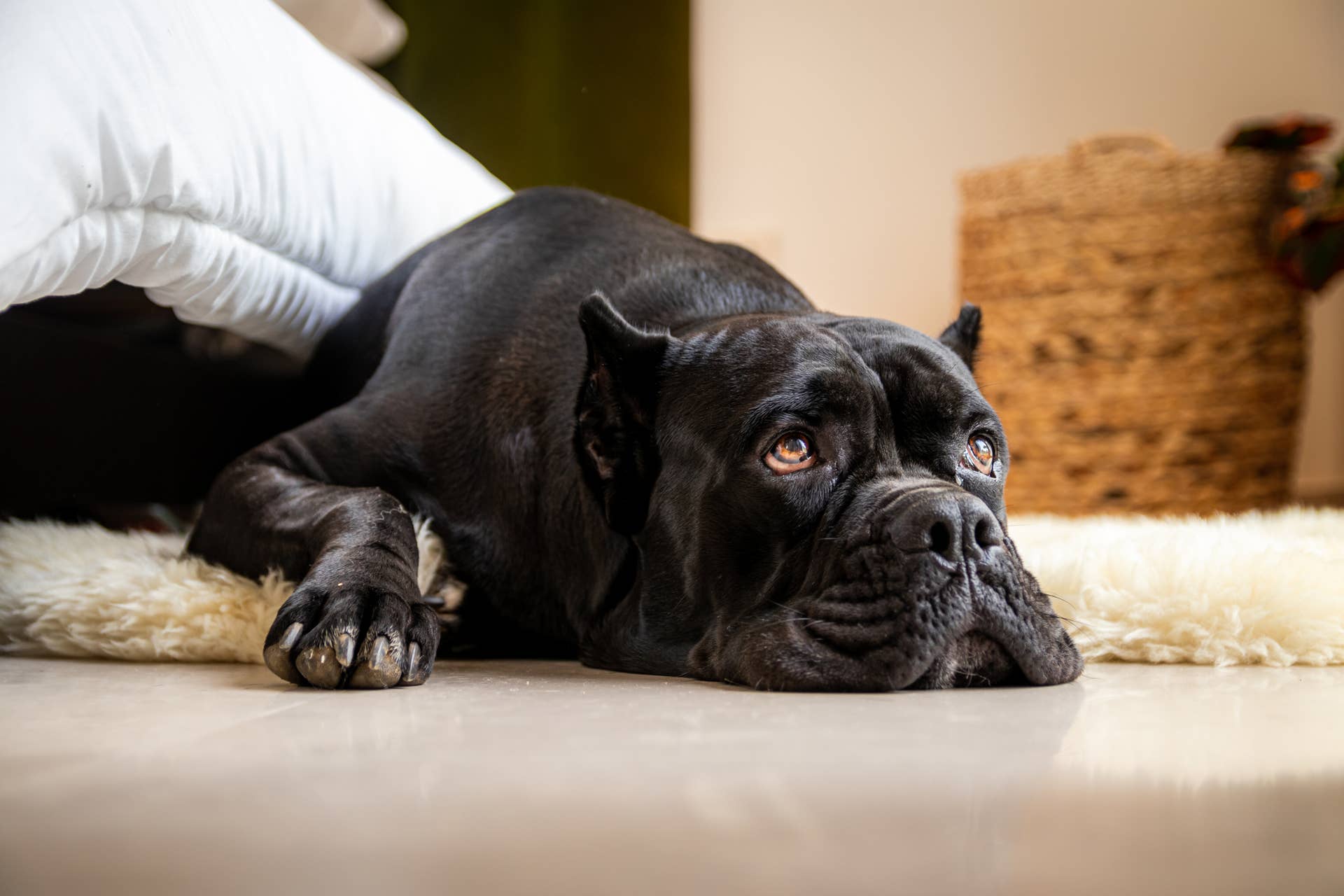 People Are Cracking up Over What This 150-Pound Cane Corso Is Terrified ...