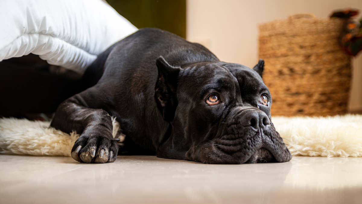 People Are Cracking up Over What This 150-Pound Cane Corso Is Terrified ...