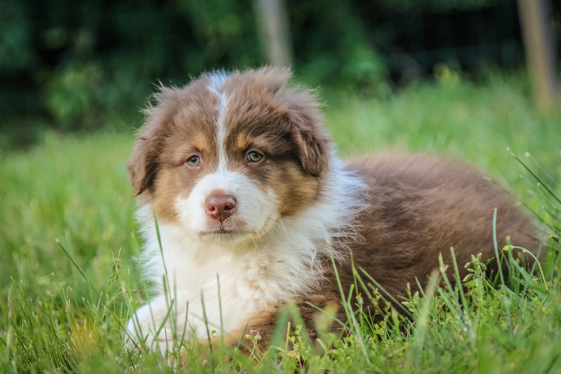 Aussie Puppy's New Outfit Has Everyone Asking Where He Shops - Paw Nation
