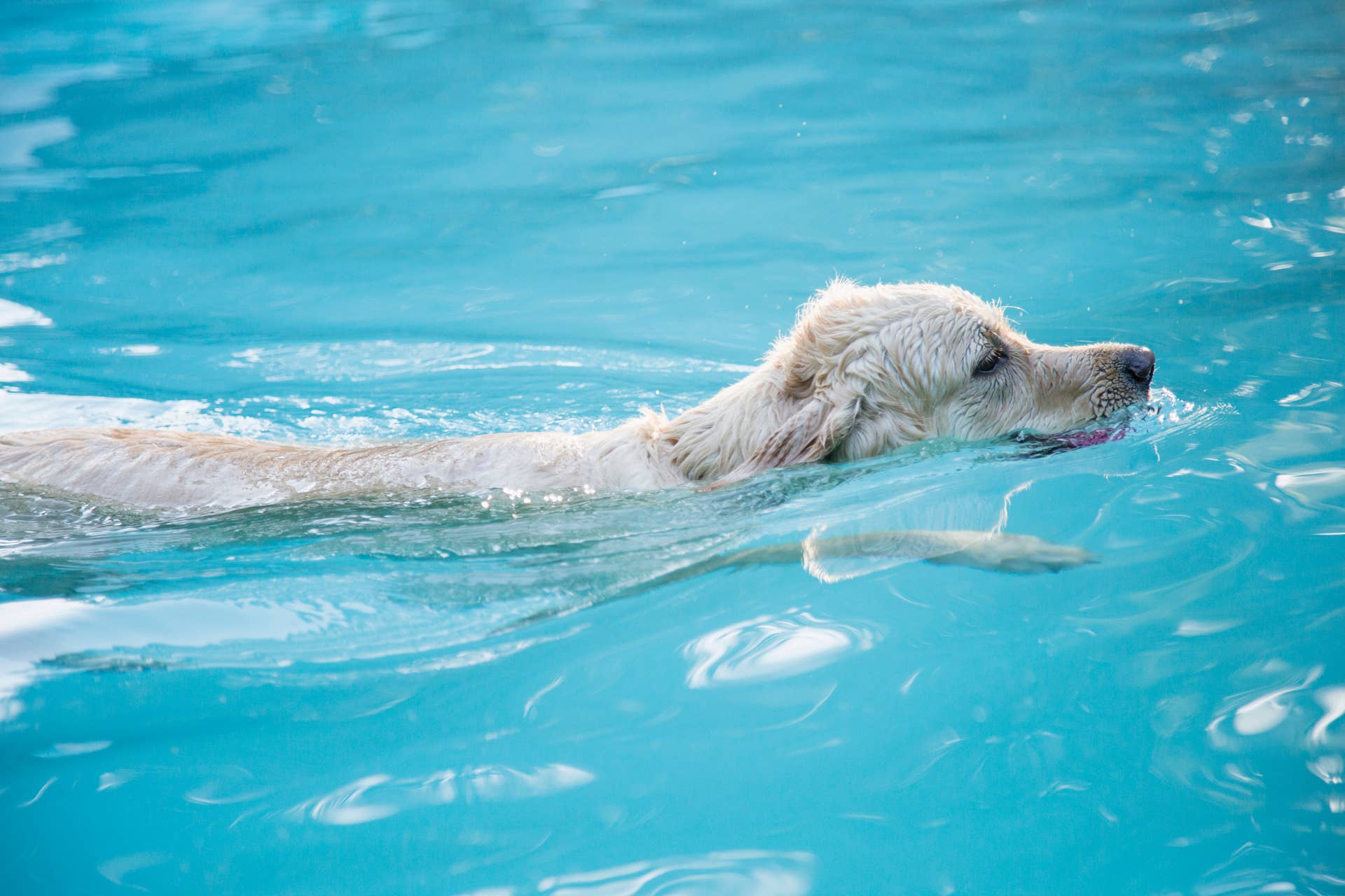 This Shark Life Jacket From Chewy Keeps Pups Safe - Paw Nation