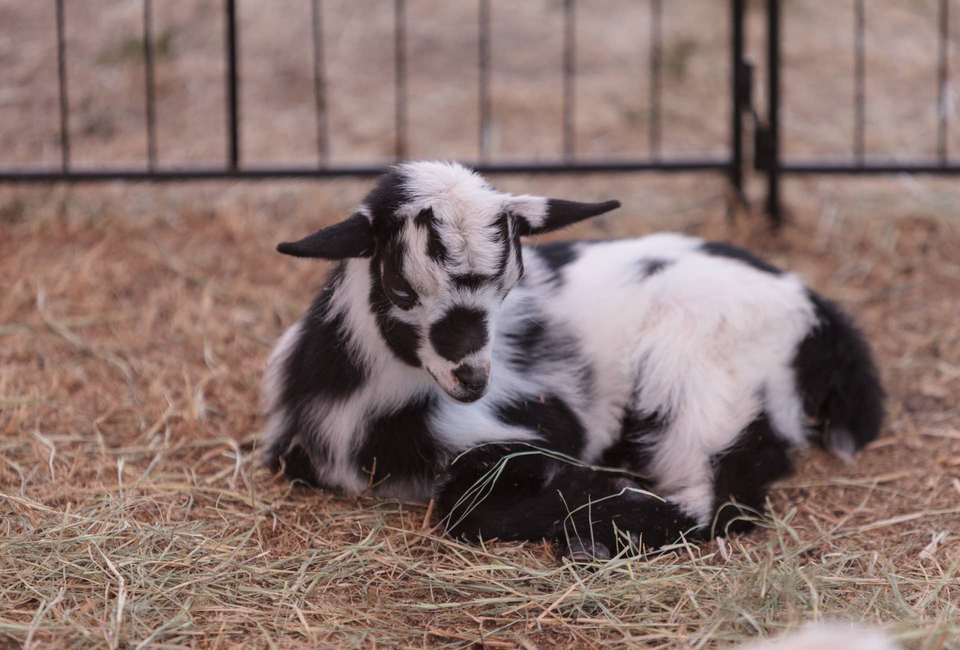 This Adorably Exhausted Goat Has the Entire Internet Ready for a Nap ...