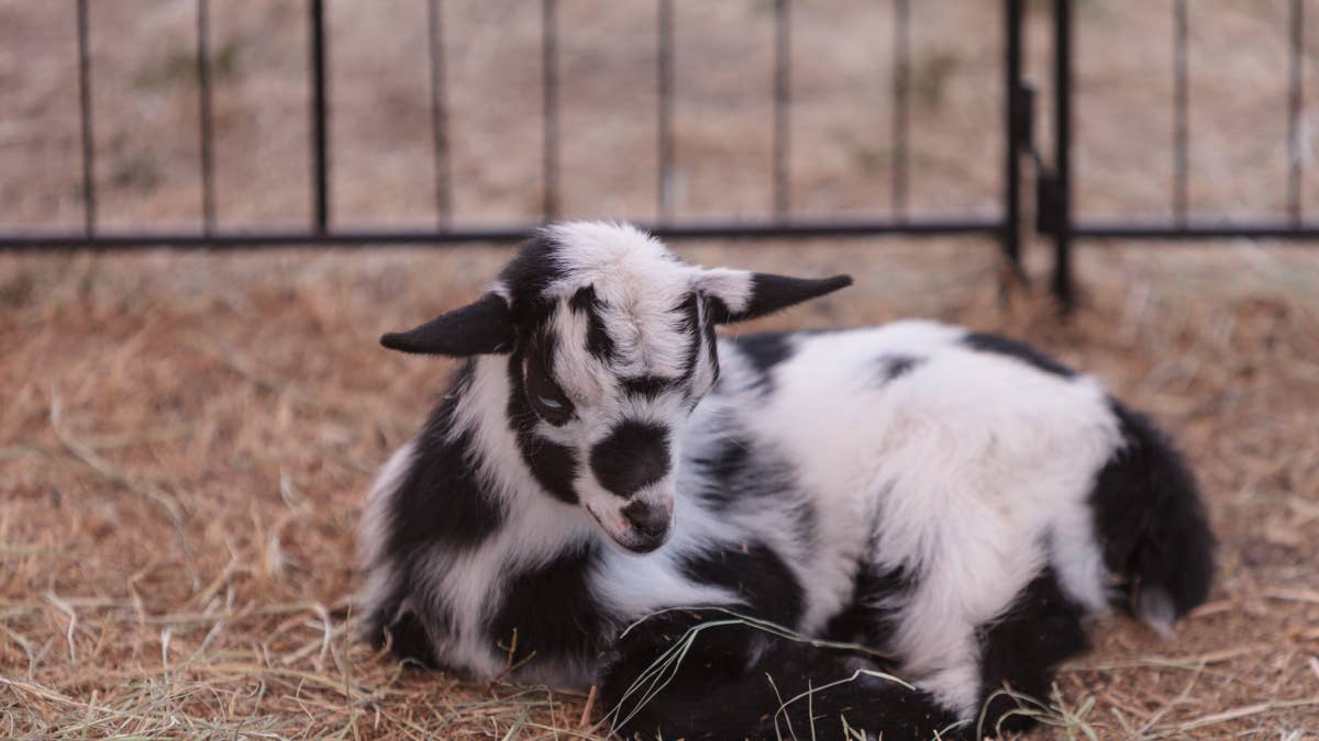 This Adorably Exhausted Goat Has the Entire Internet Ready for a Nap ...