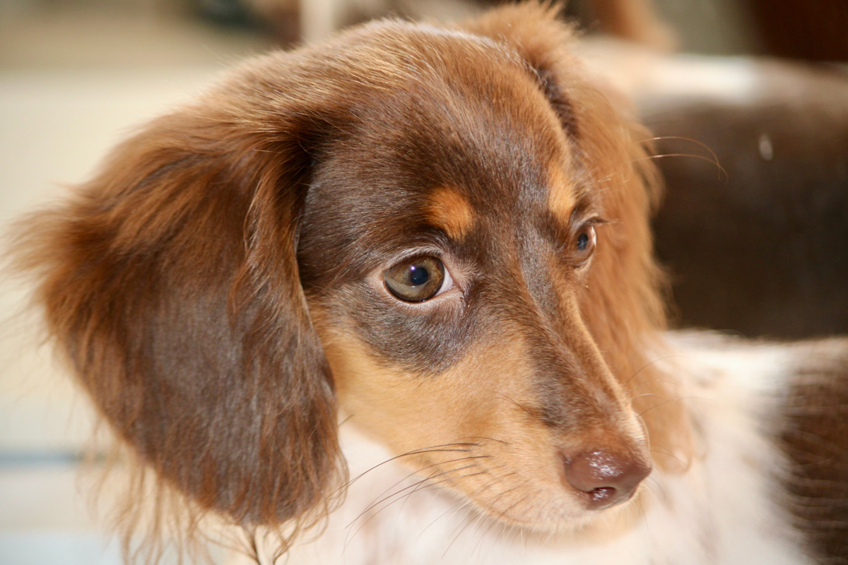 This Mini Dachshund Puppy Is Completely Mesmerized by Absolutely ...