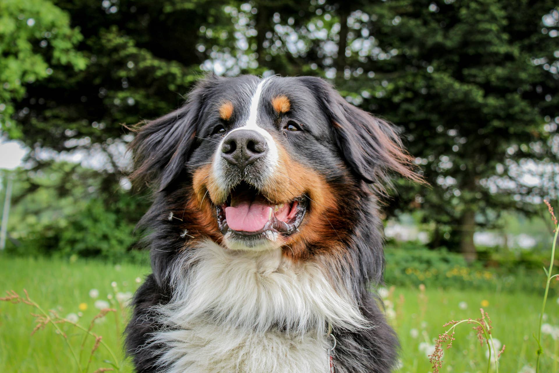 Bernese Mountain Dog Makes Mom’s Q&A Hilariously Difficult - Paw Nation
