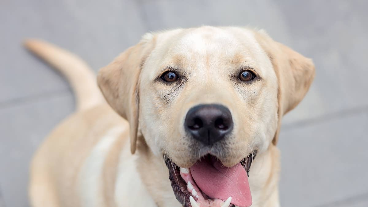 Yellow Labrador Walks Into Her Favorite Store and They Already Have Her ...