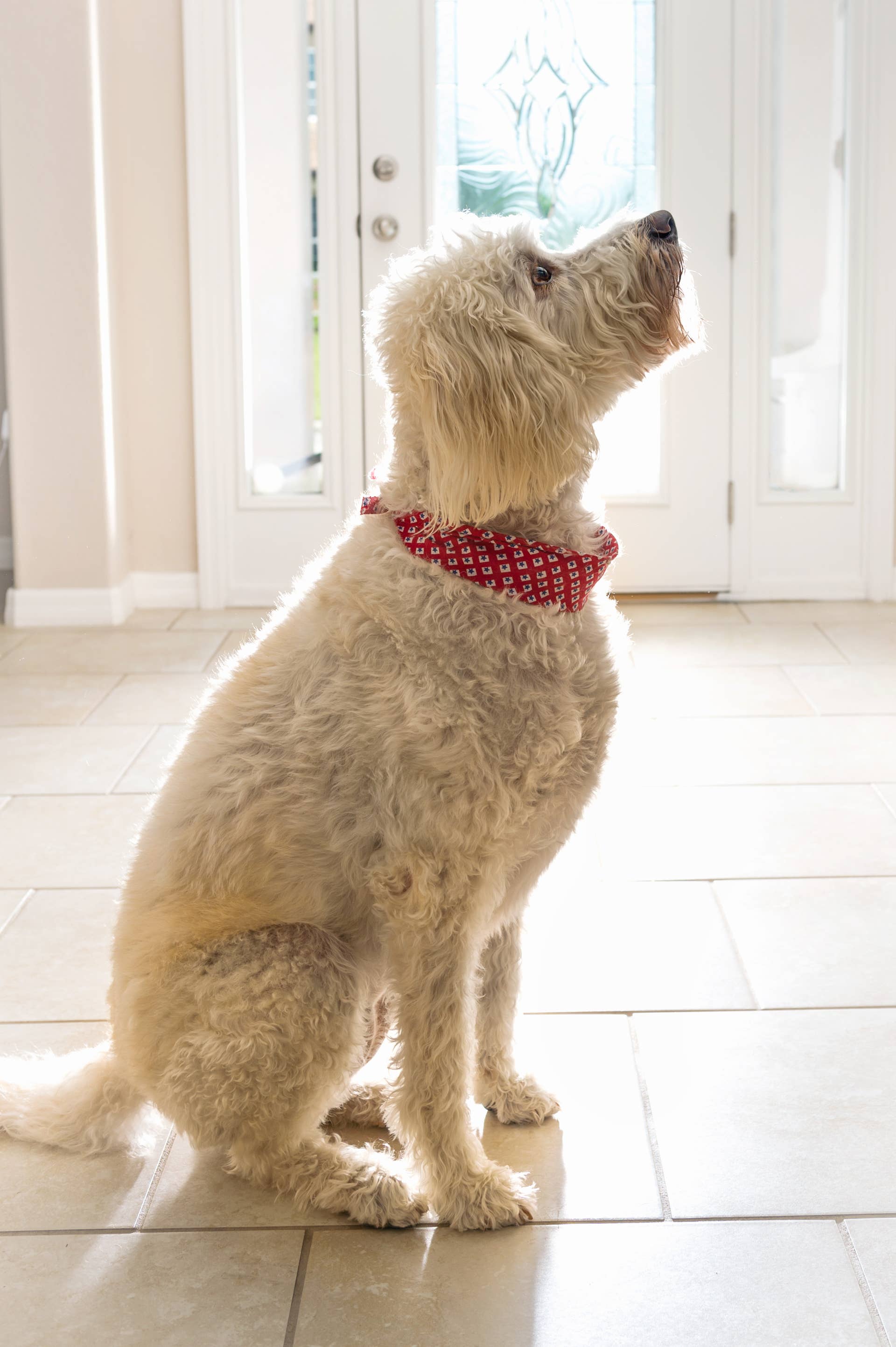 Goldendoodle’s Over-the-Top Begging Is Pure Main Character Energy - Paw ...