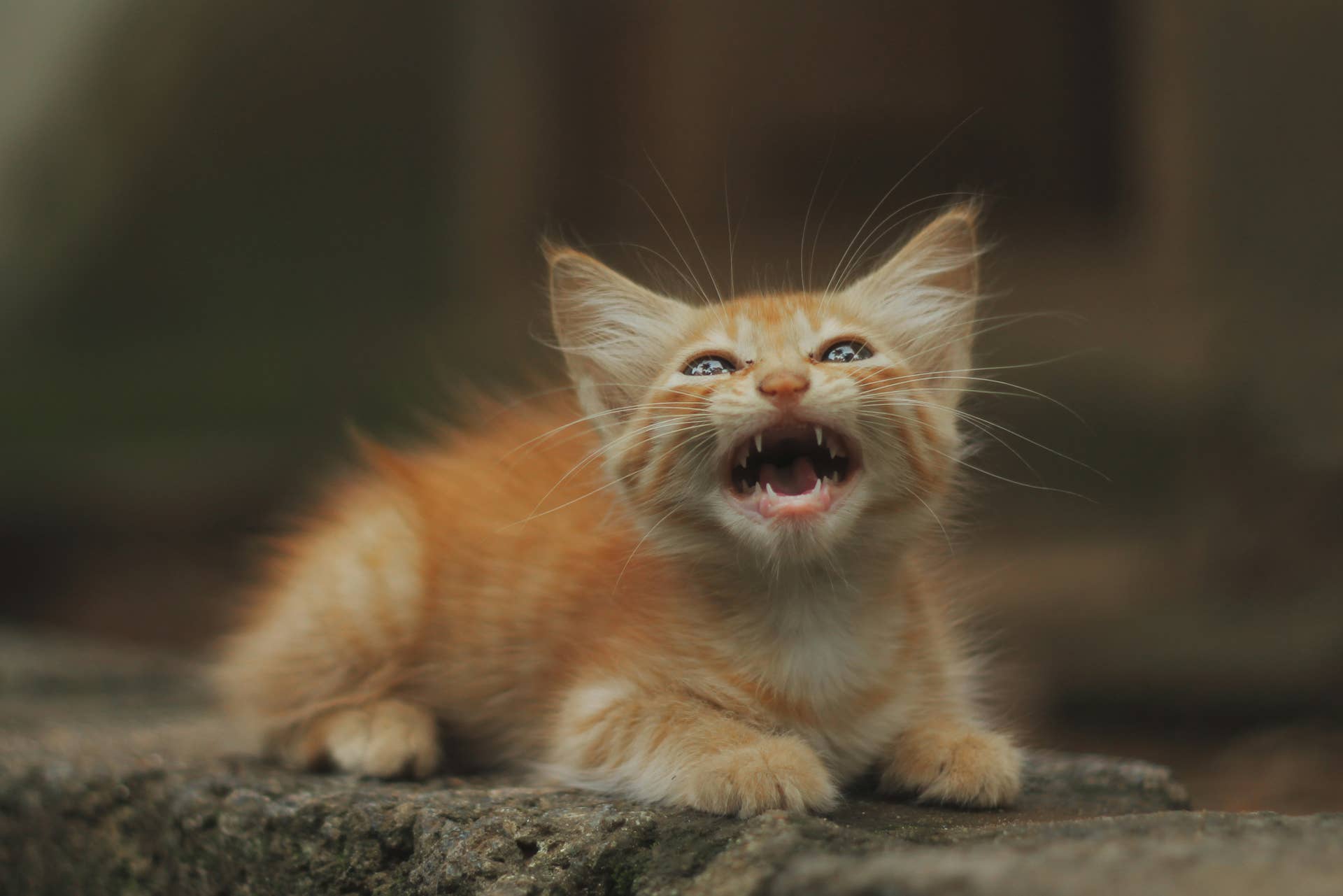 Tiny Rescue Kitten Hootin' and Hollerin' Sounds Like His Very Own Choir ...