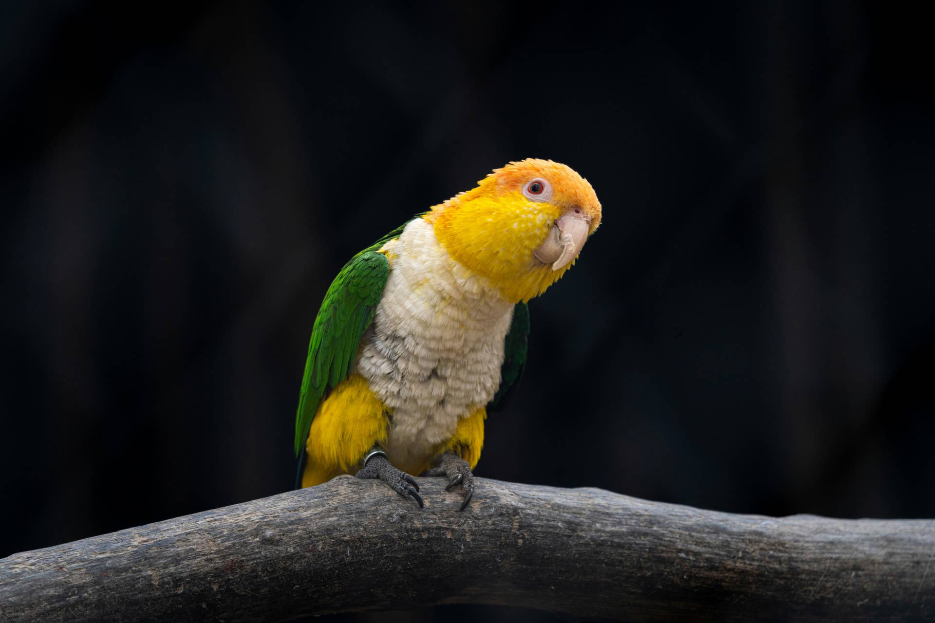 Parrot Greeting People on Walk Is a Feathery Ray of Sunshine - Paw Nation