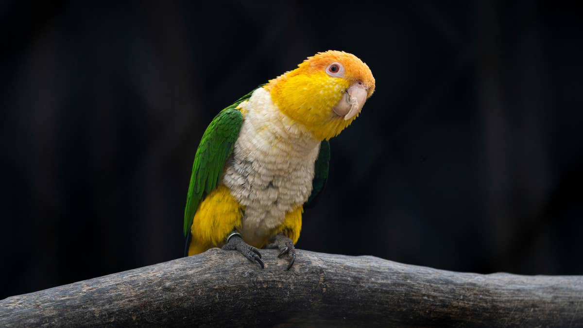 Parrot Greeting People on Walk Is a Feathery Ray of Sunshine - Paw Nation