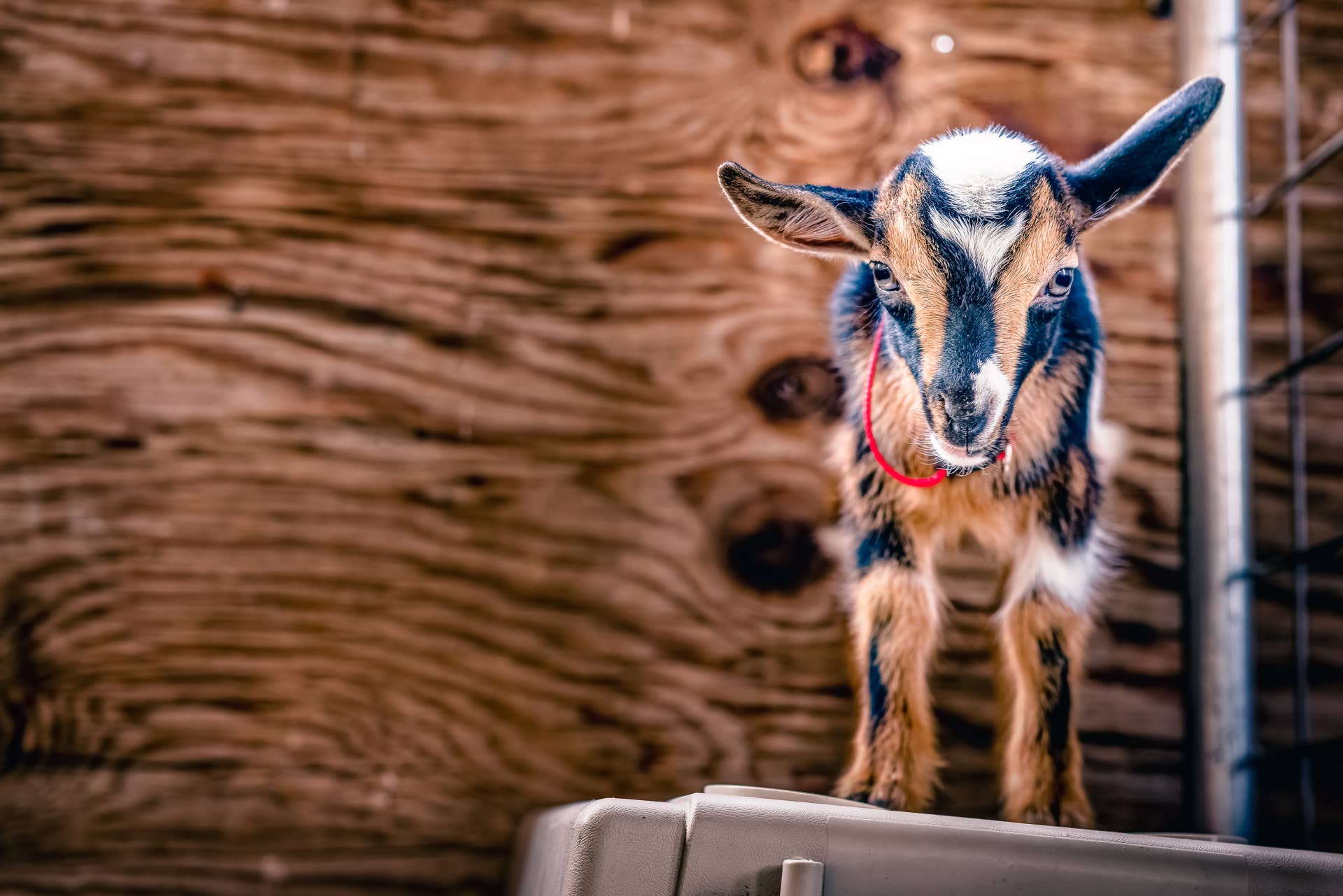 Clever Goat Uses Pig as a Step Stool to Raid Bird Feeder - PawNation