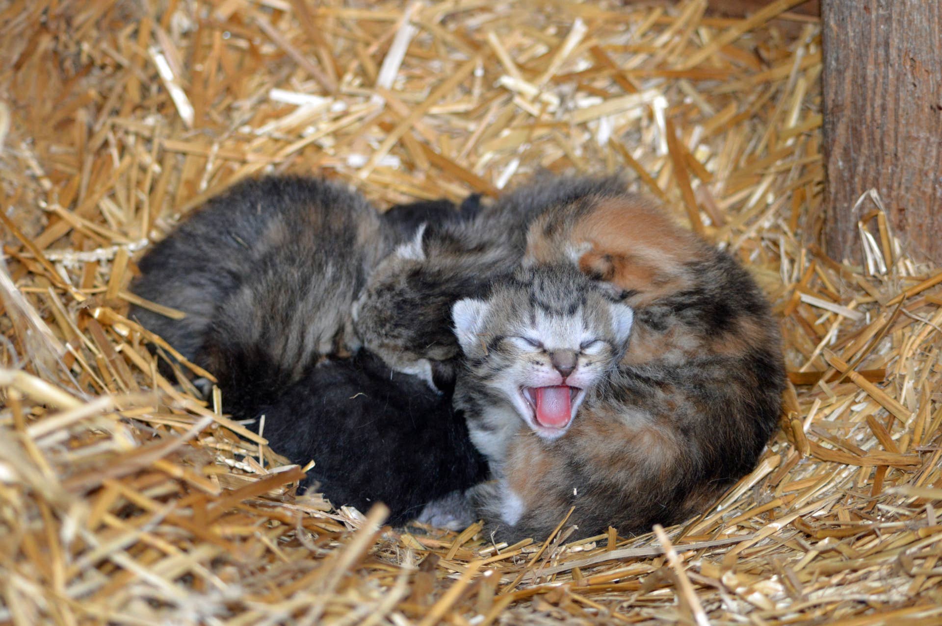 These Spicy Little Feral Kittens Are the Exact Opposite of Intimidating ...