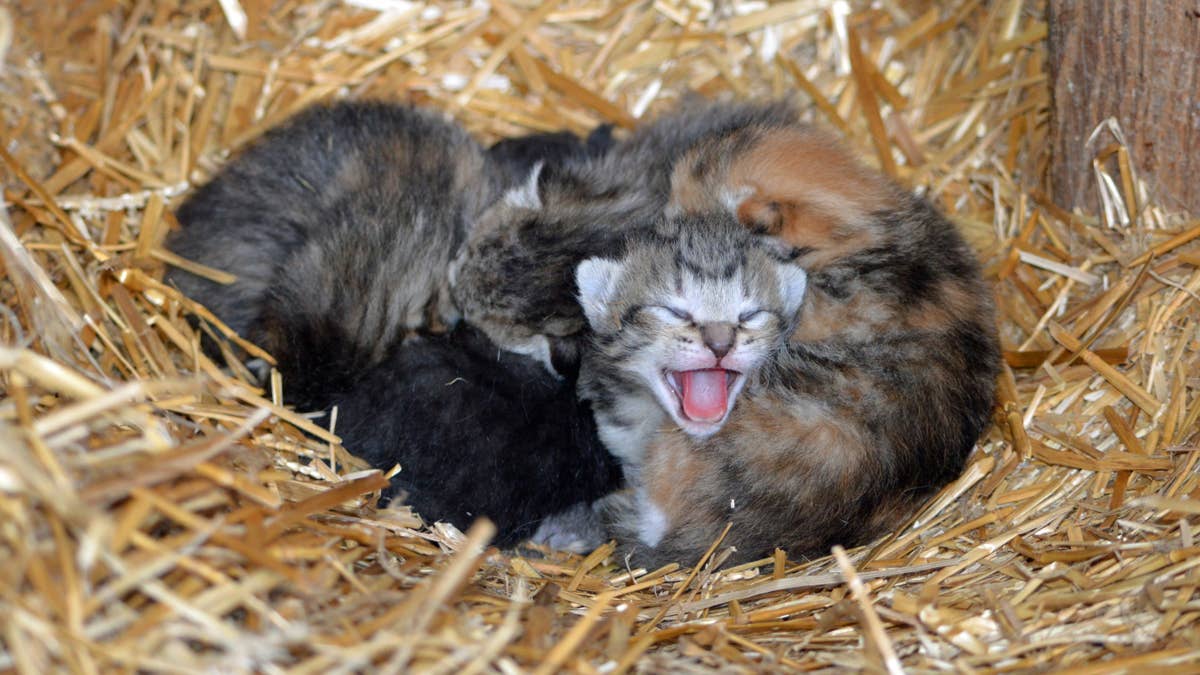 These Spicy Little Feral Kittens Are the Exact Opposite of Intimidating ...