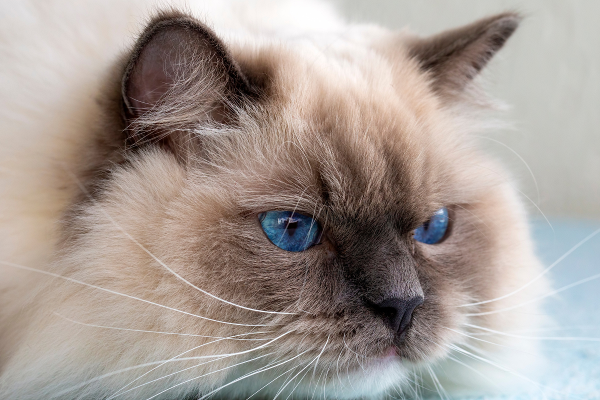 Ragdoll Cat Turns Into a Tiny Statue To Steal Her Parents’ Attention ...