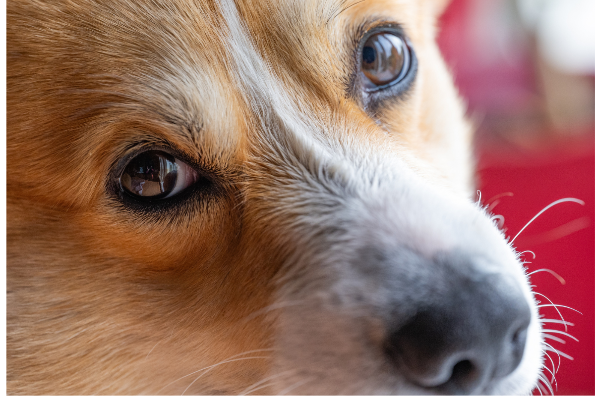 Charming Corgi Is Fully Convinced Puppy Eyes Can Get Her Anything - Paw ...