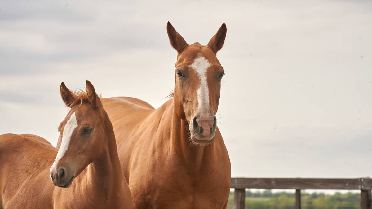 This Mama Horse Was Focused on One Thing Until She Realized She Forgot ...