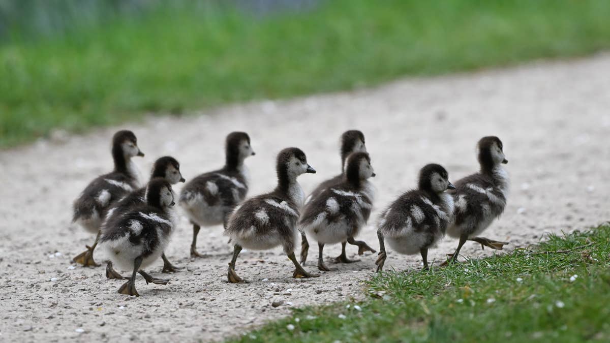 A Gaggle of Geese and Their Babies Took Over a High School Track for ...