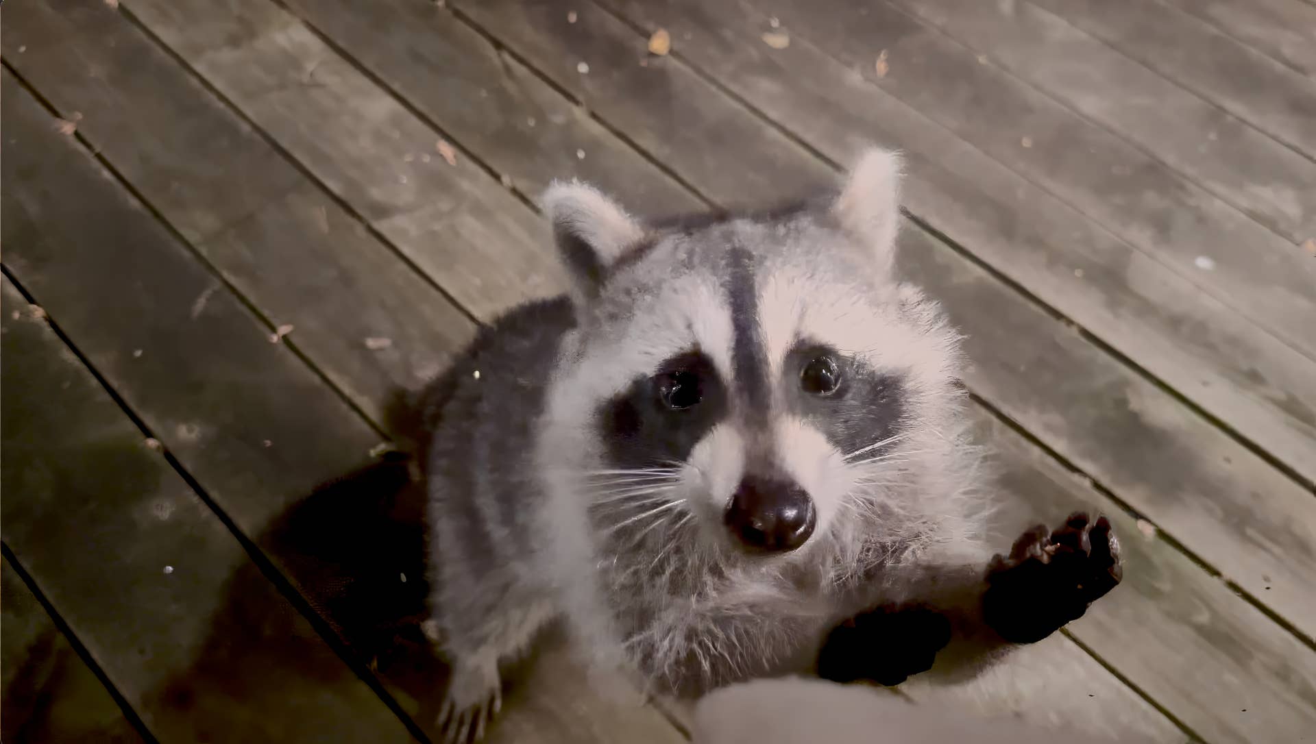 This Woman’s Unexpected Nightly Visitors Have People Completely ...