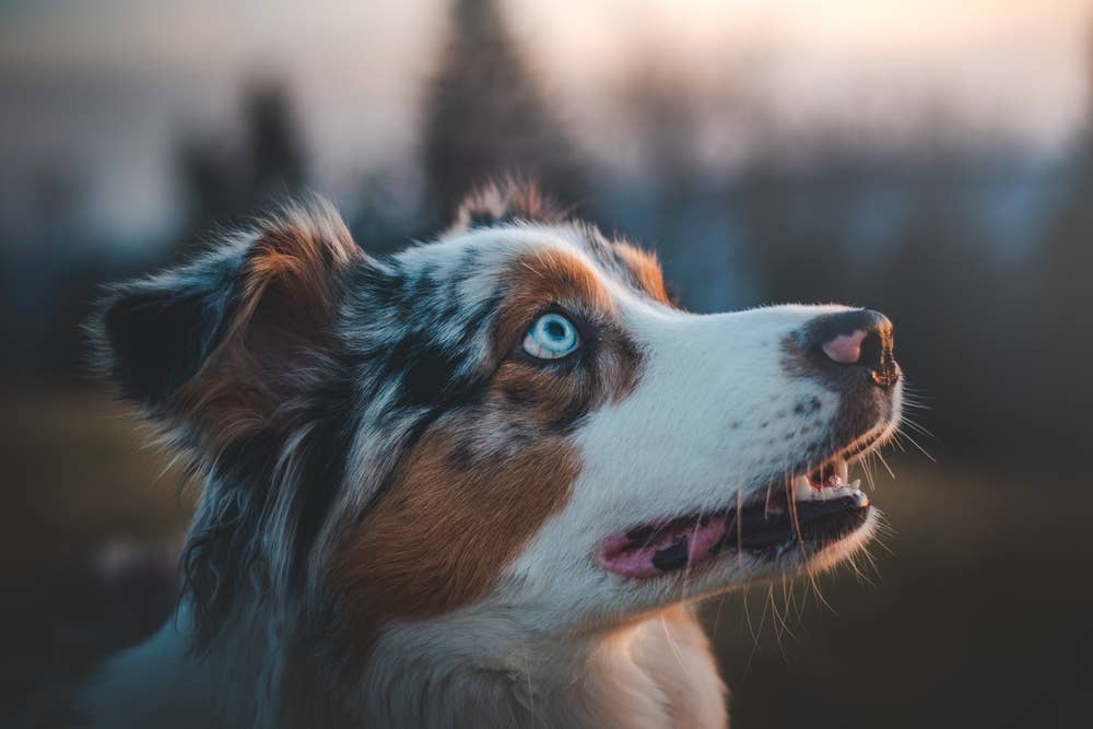 Man Enlists Australian Shepherd for Help Sneaking Into Carpool Lane ...