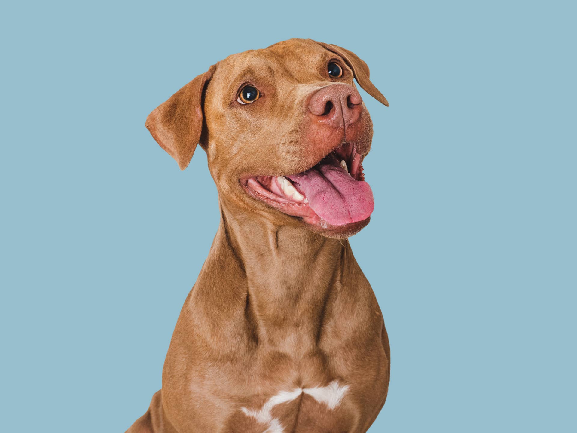 Texas Veteran and Dog Get Fresh Start After Sad Surrender - PawNation