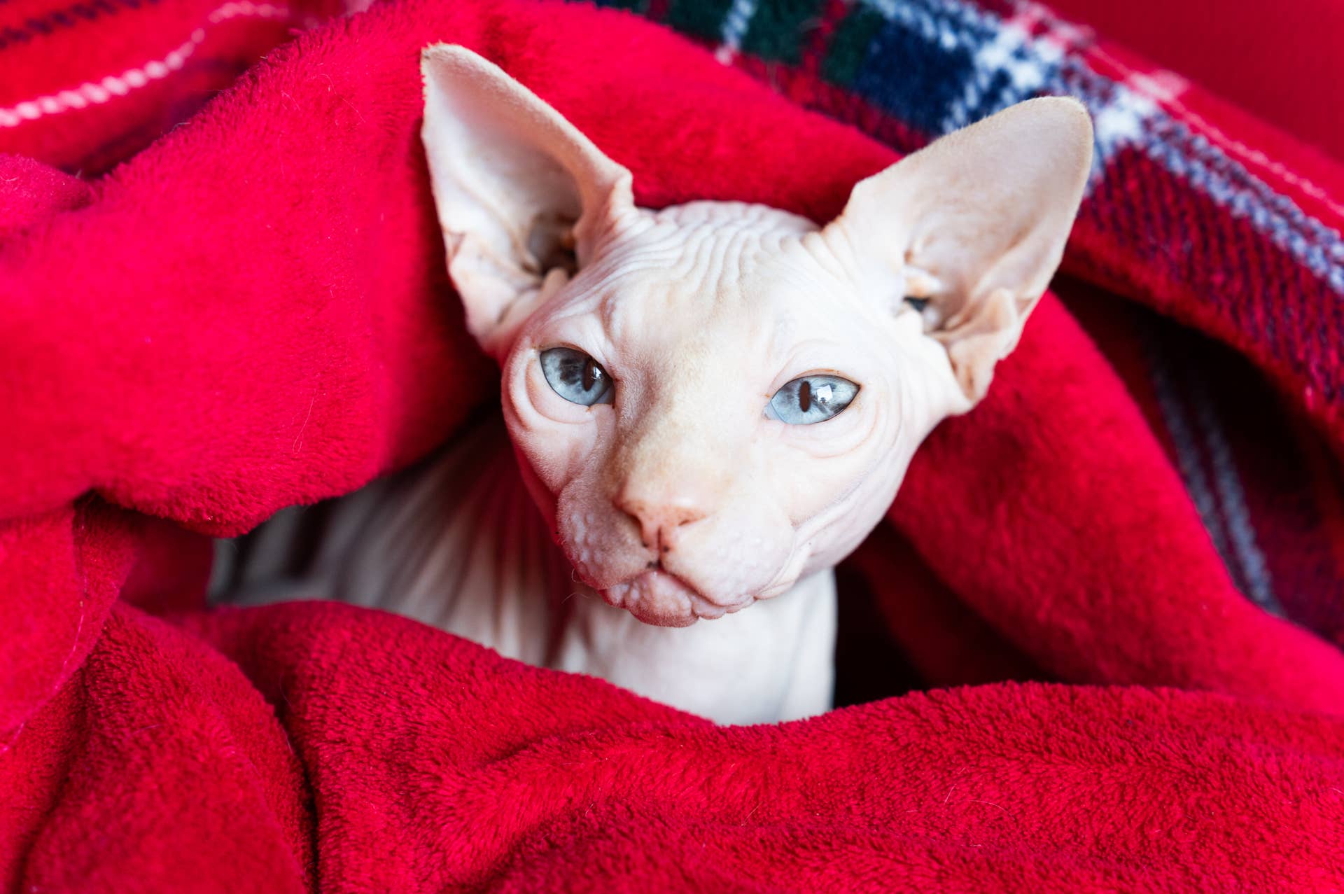 Marshall the Sphynx Cat Loves Napping In the Car - PawNation