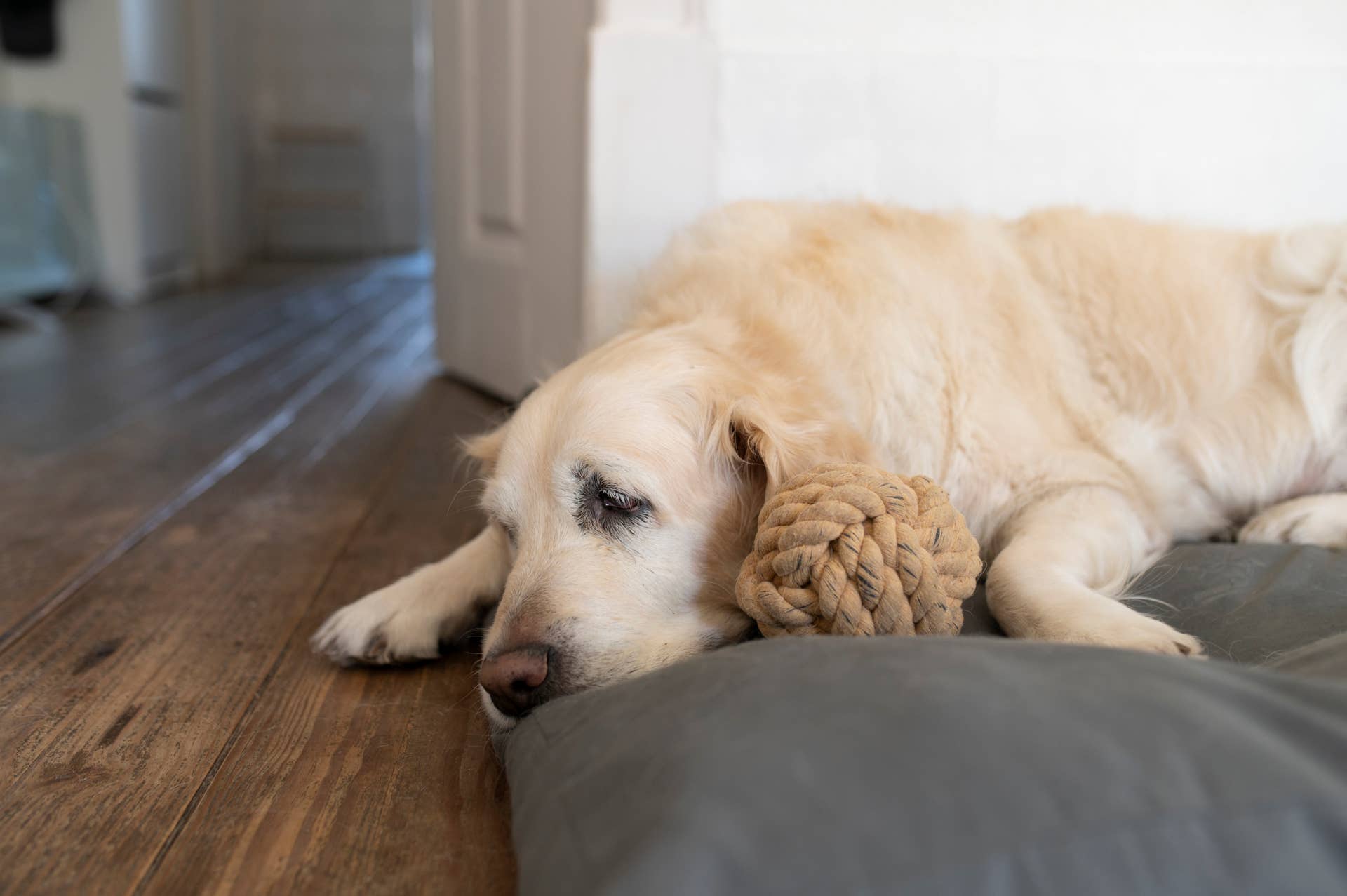 Sad Golden Retriever Ignored Until Kind Stranger Steps In - PawNation