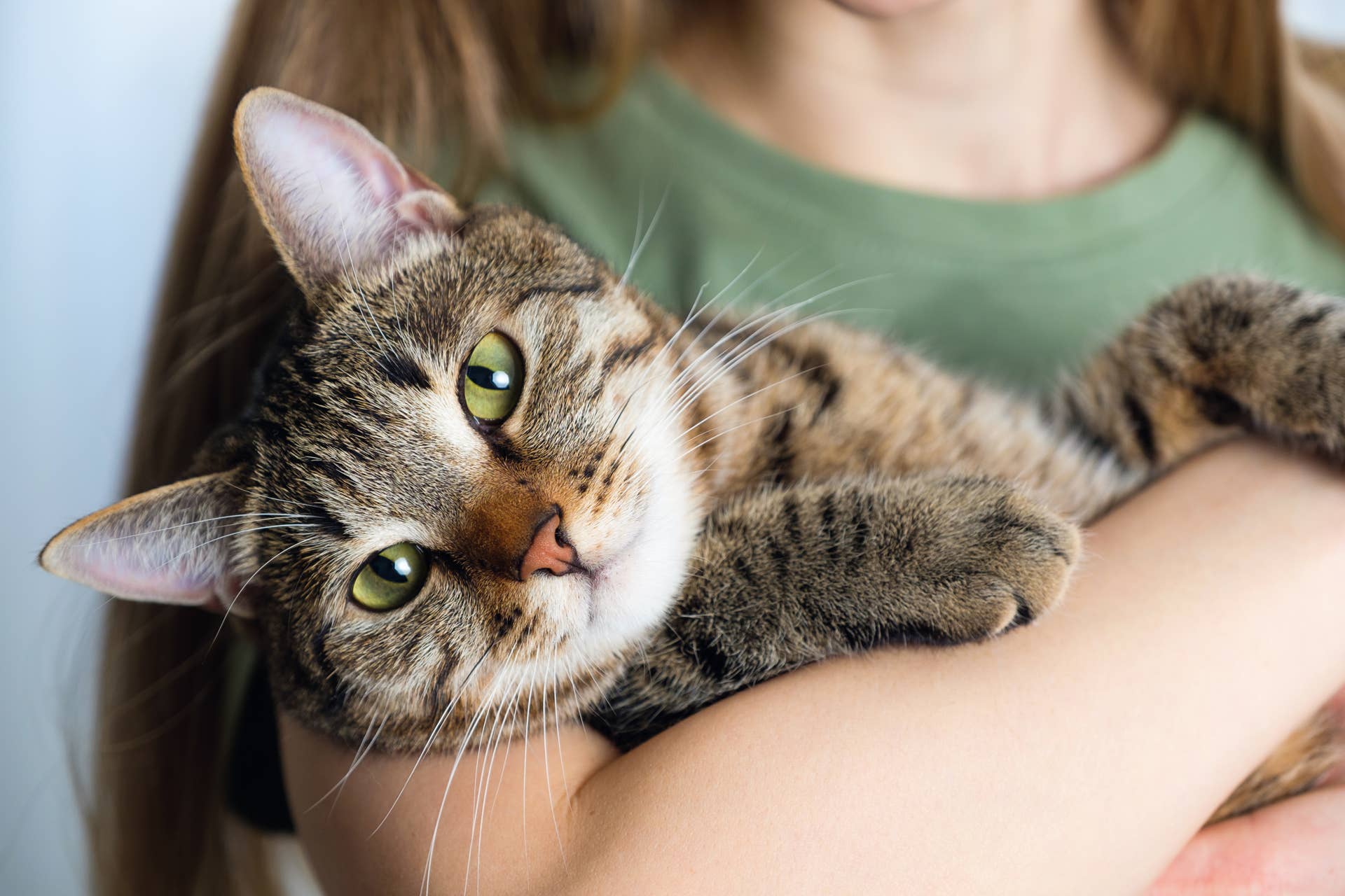 Patient Family’s Journey Turning a Feral Cat Into a Loving Pet Is ...
