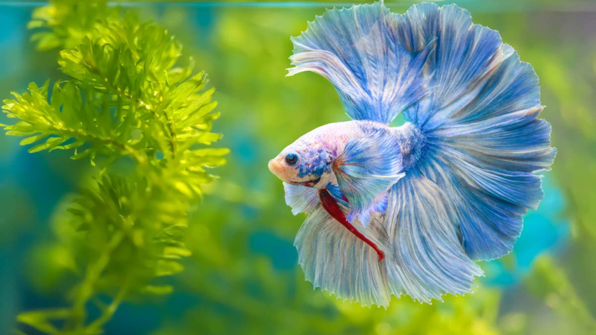 Betta Fish Pretending To Play Dead Had the Internet Completely Fooled ...