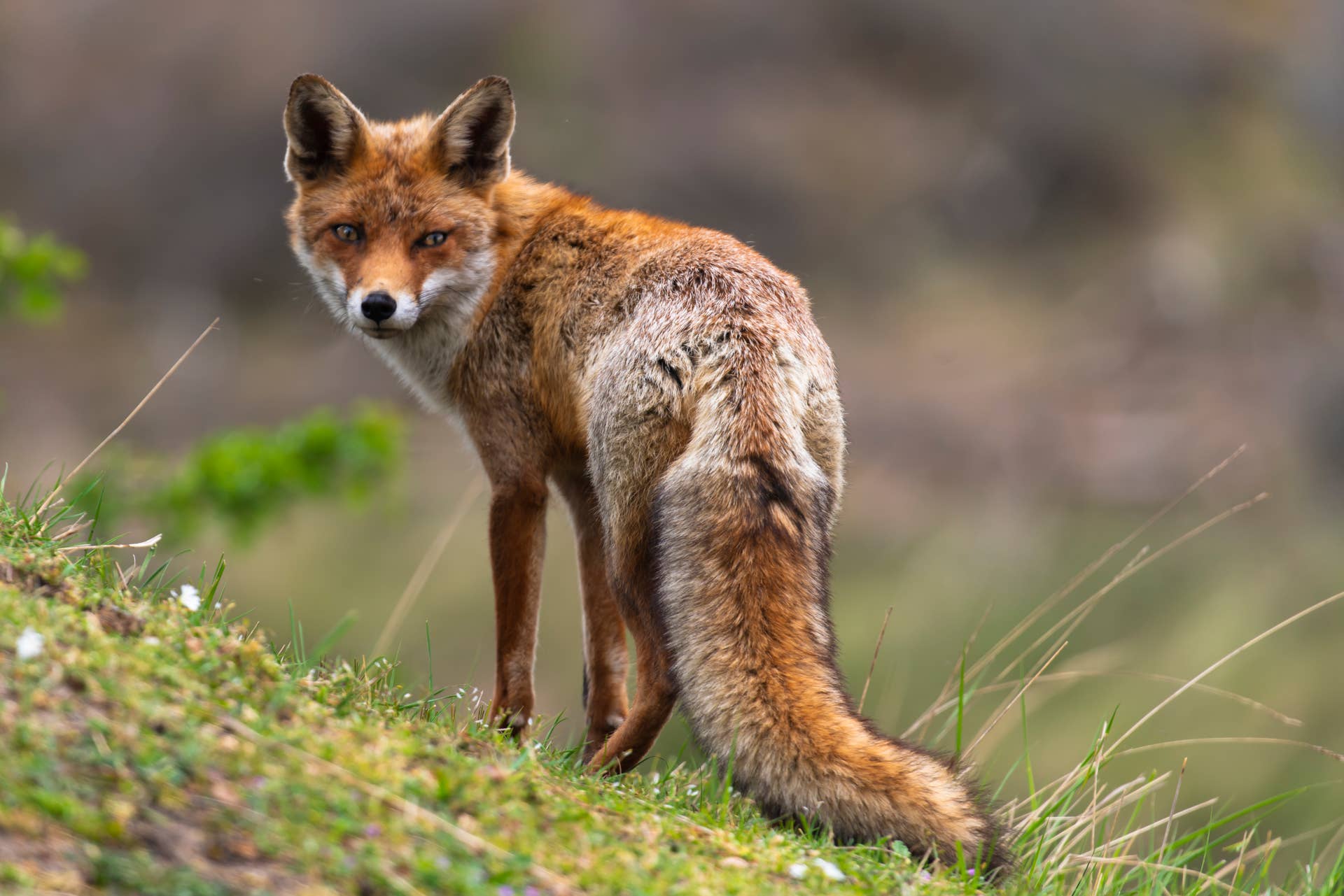 Brave Rescuer Saves Tired Fox From Floodwaters - Paw Nation