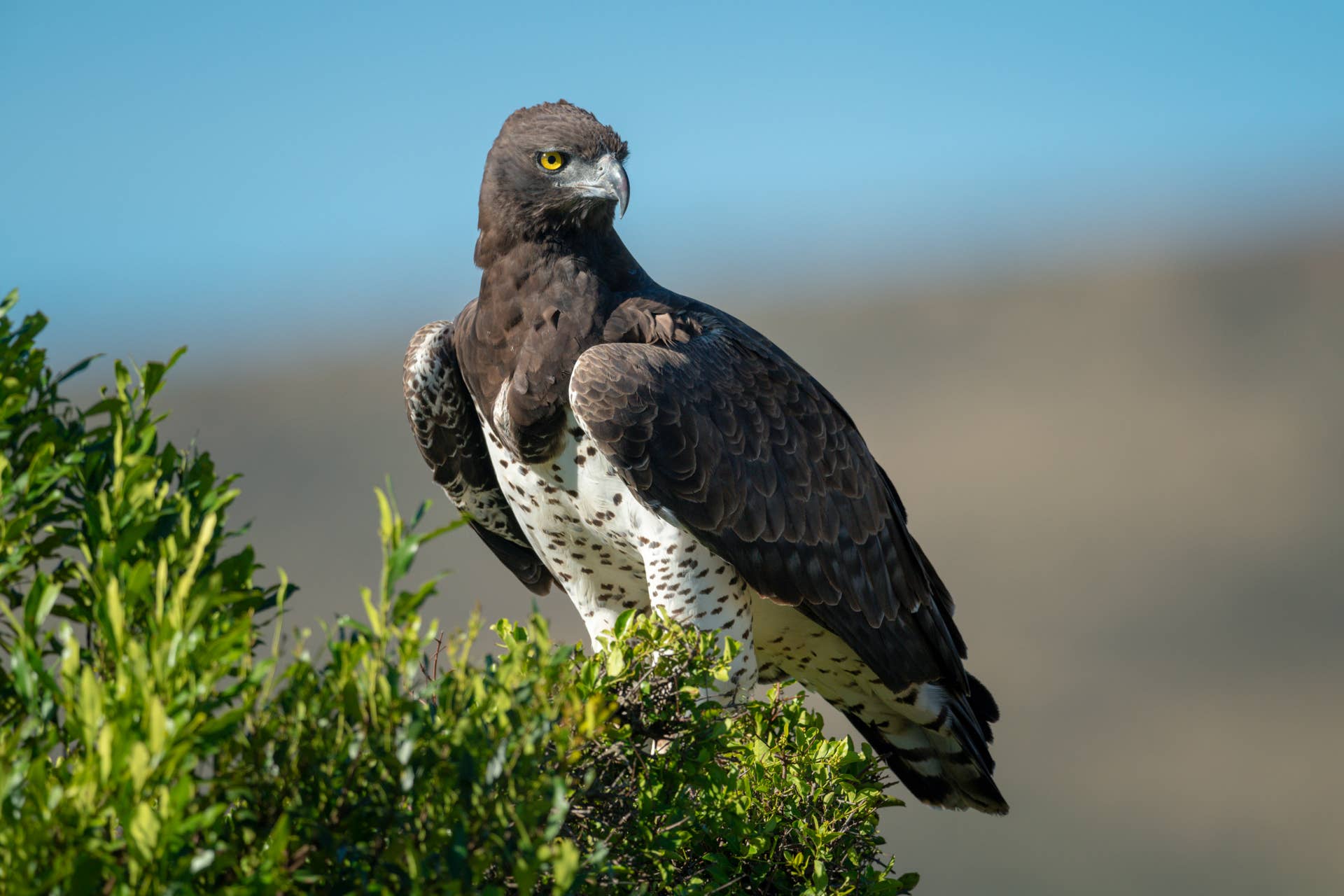 The Massive Size of This Martial Eagle Next to a Woman Has Everyone ...