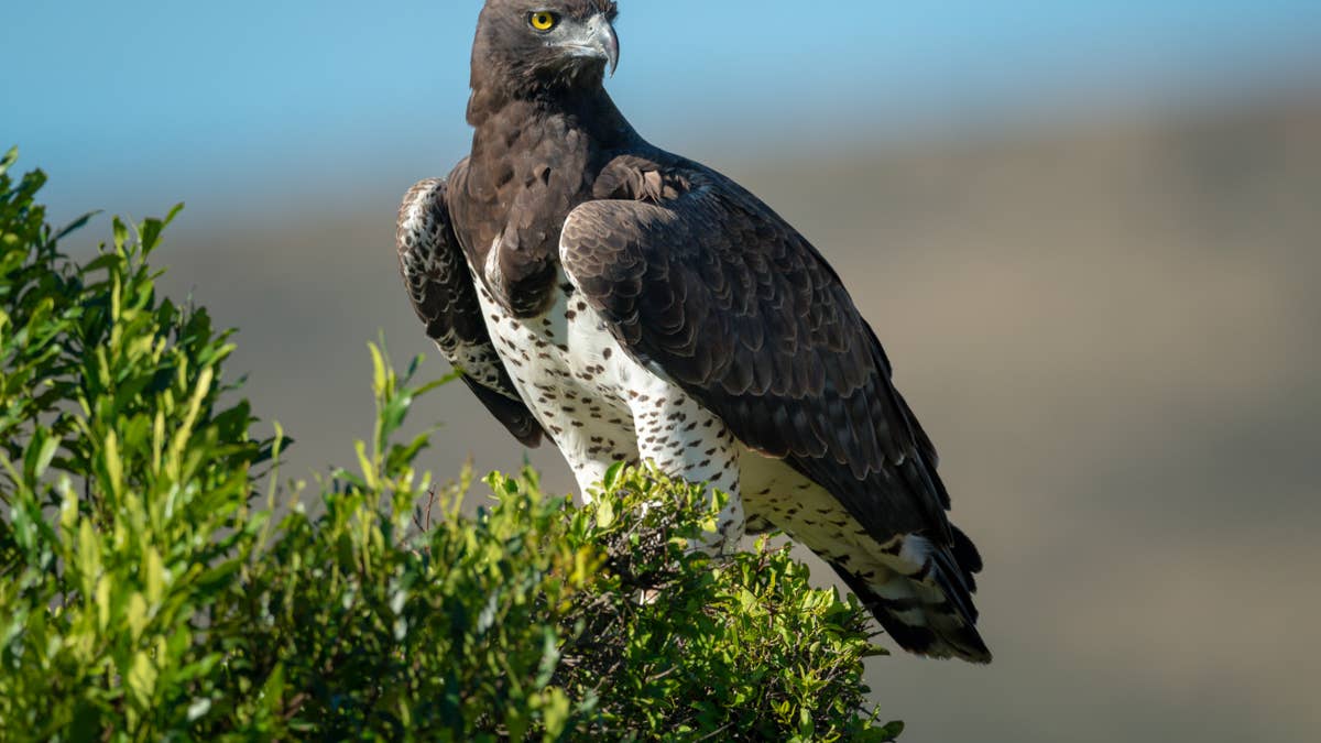 The Massive Size of This Martial Eagle Next to a Woman Has Everyone ...