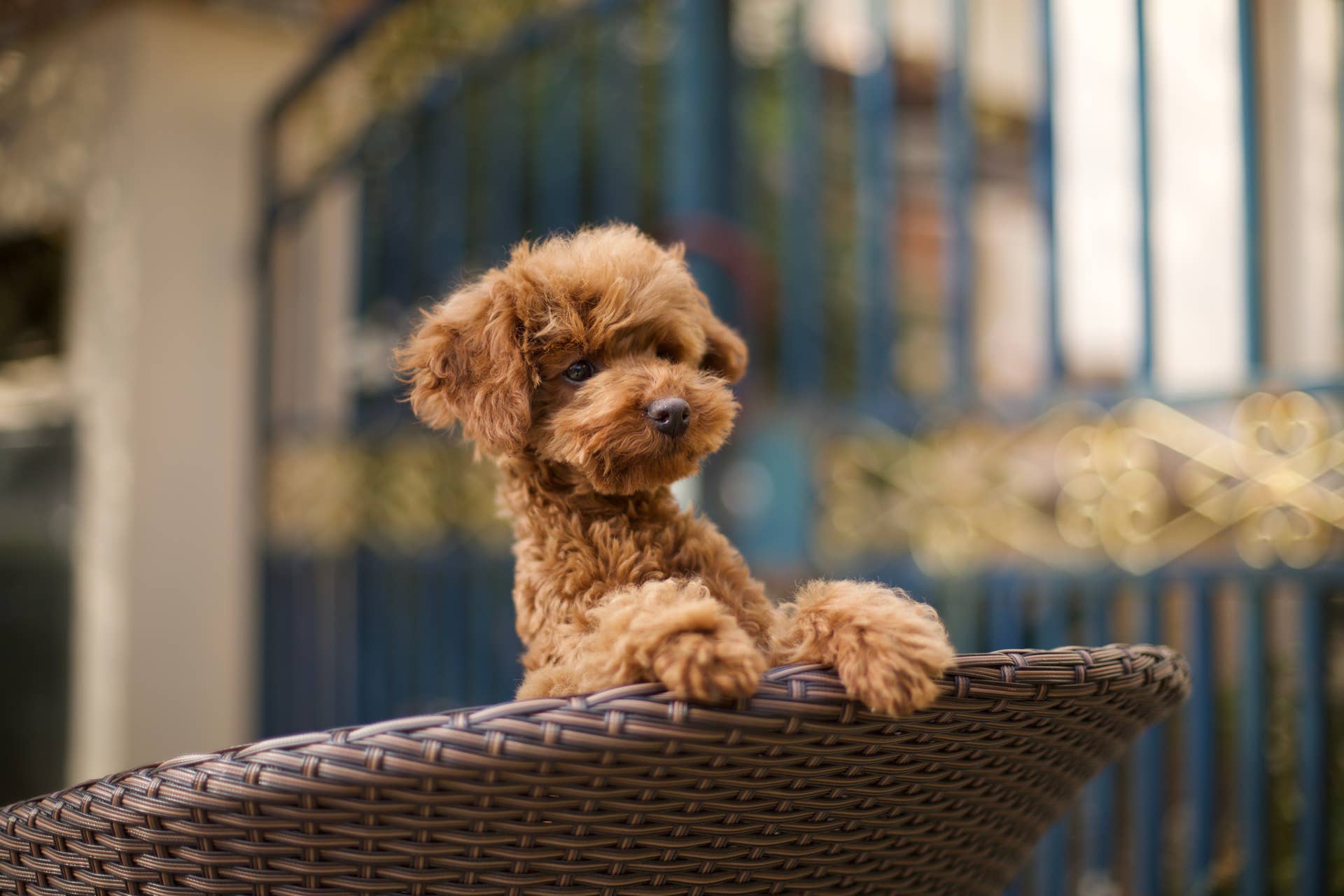 Toy Poodle Puppy’s Ball Pit Energy Is Completely Unhinged in the Best ...