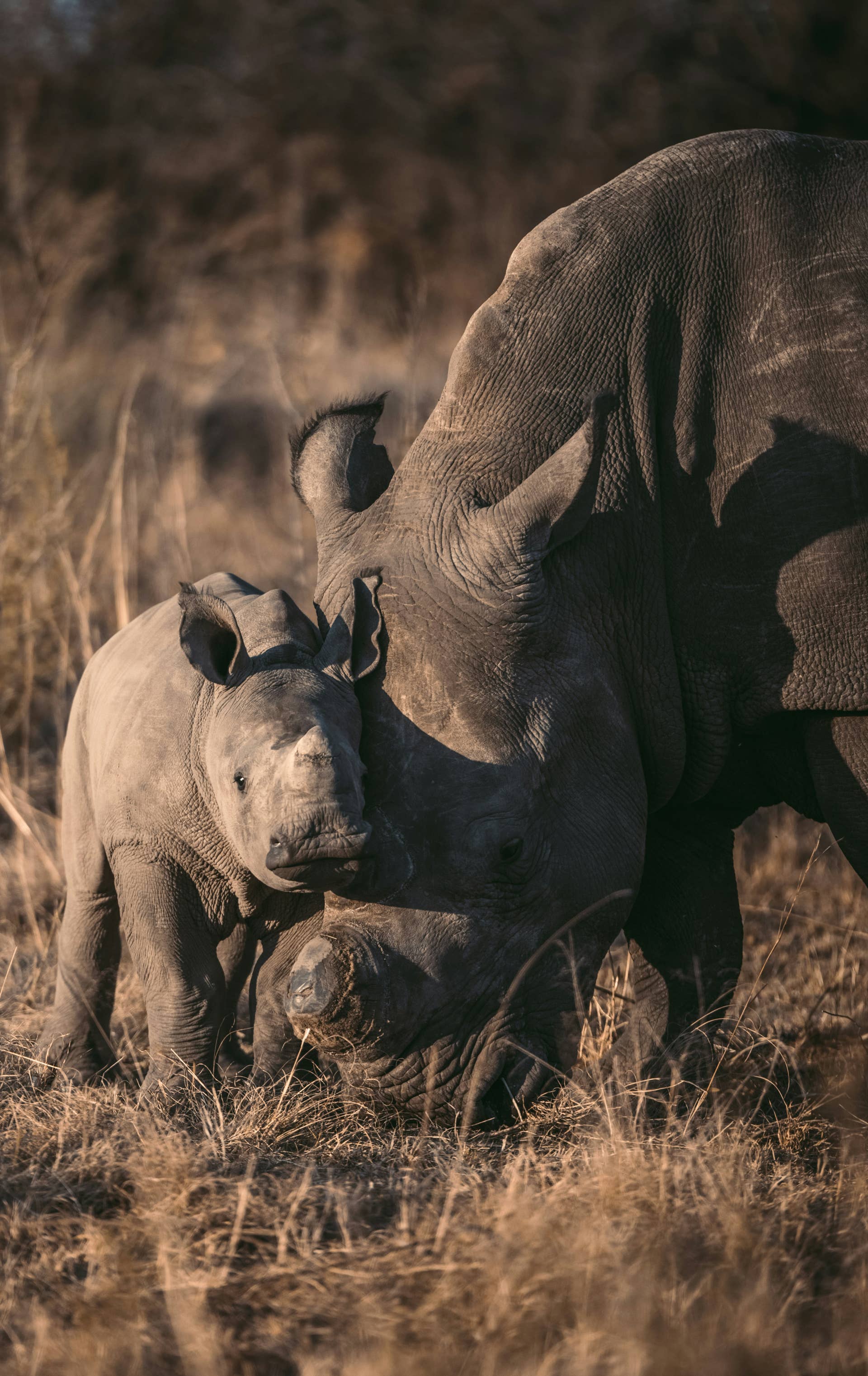 Baby Rhino Navigates Growing Pains in His Nursing Routine as He Gets ...