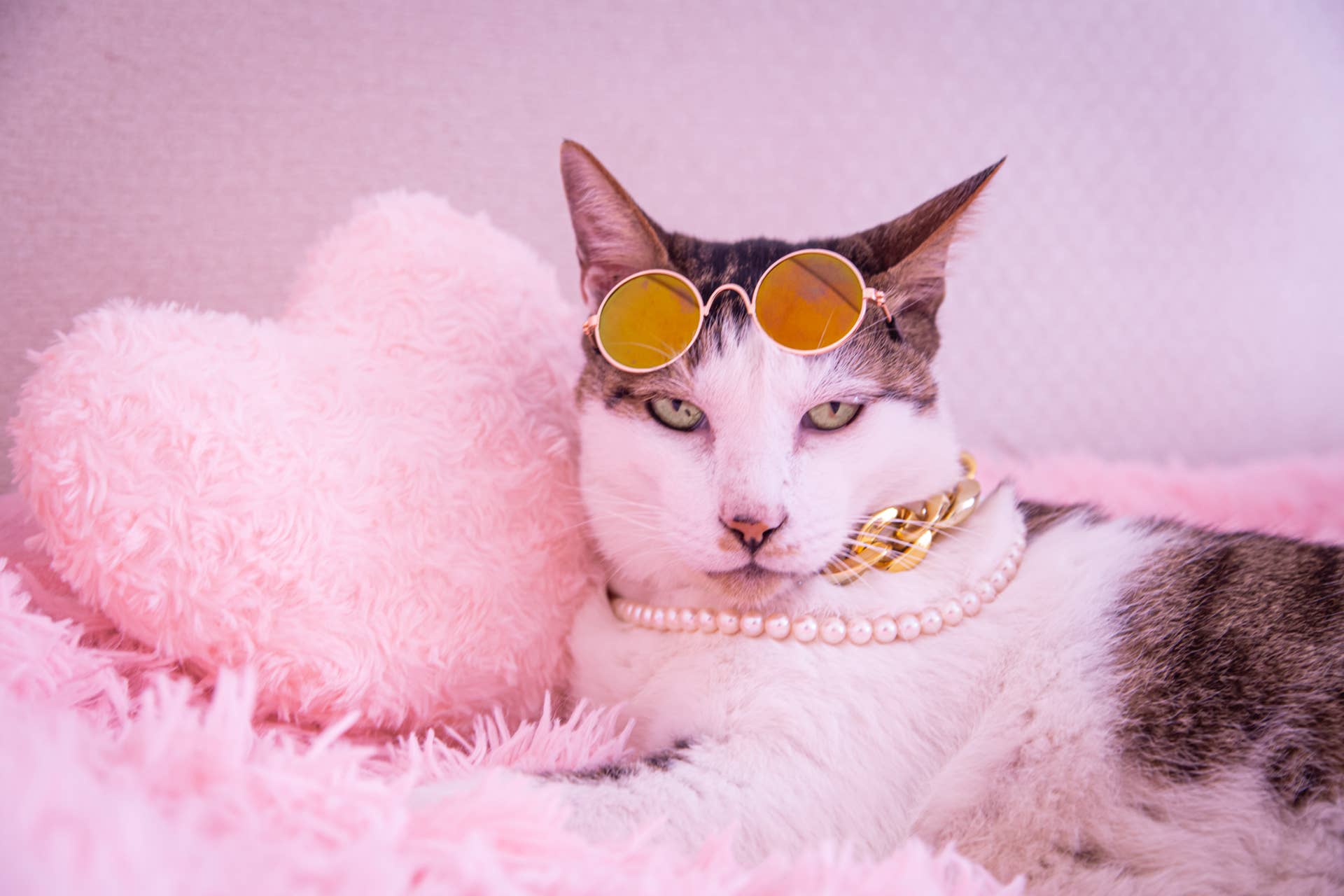 These Cats Dining in Paris Are Real-Life 'Aristocats' - PawNation