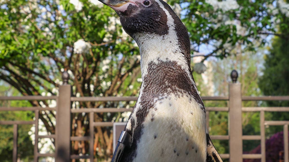 This Penguin Handles His Ring Bearer Duty Like It’s No Big Deal - Paw ...