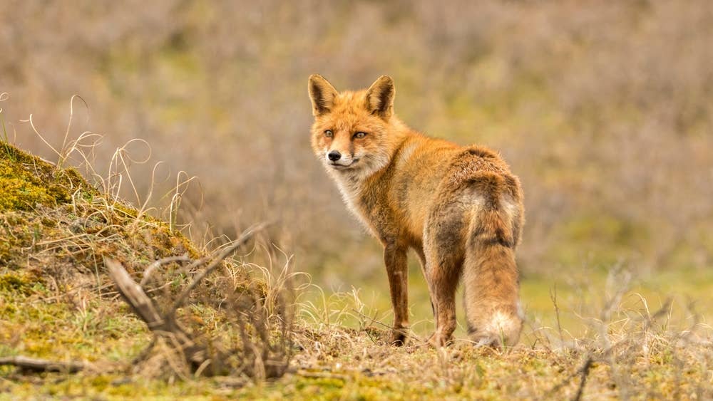 Man Whistles to Rare Cross Fox and Gets Amazing Response - Paw Nation