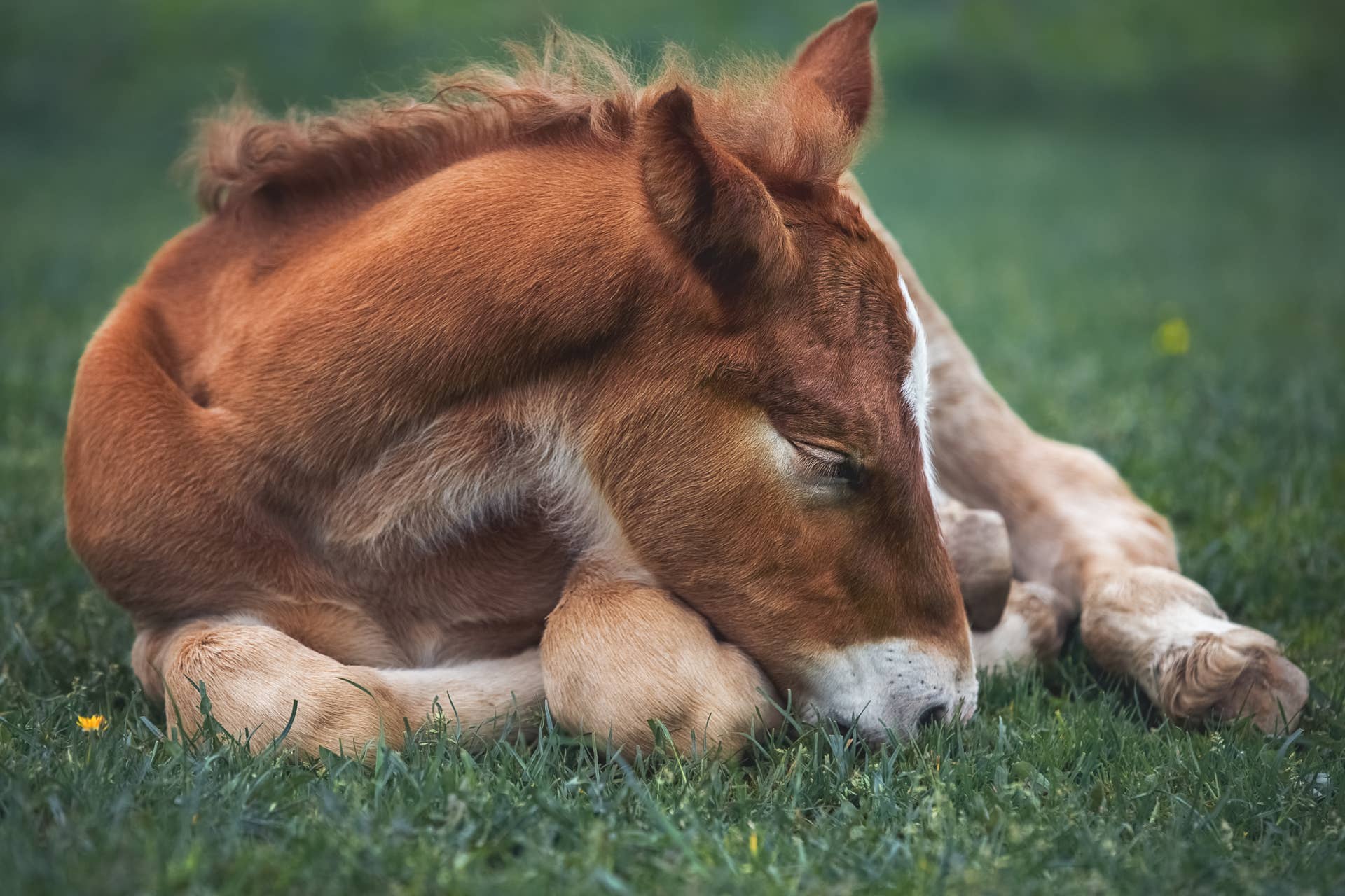 Baby Horse Trying To Figure Out How To Lie Down Is Almost Too Cute To ...