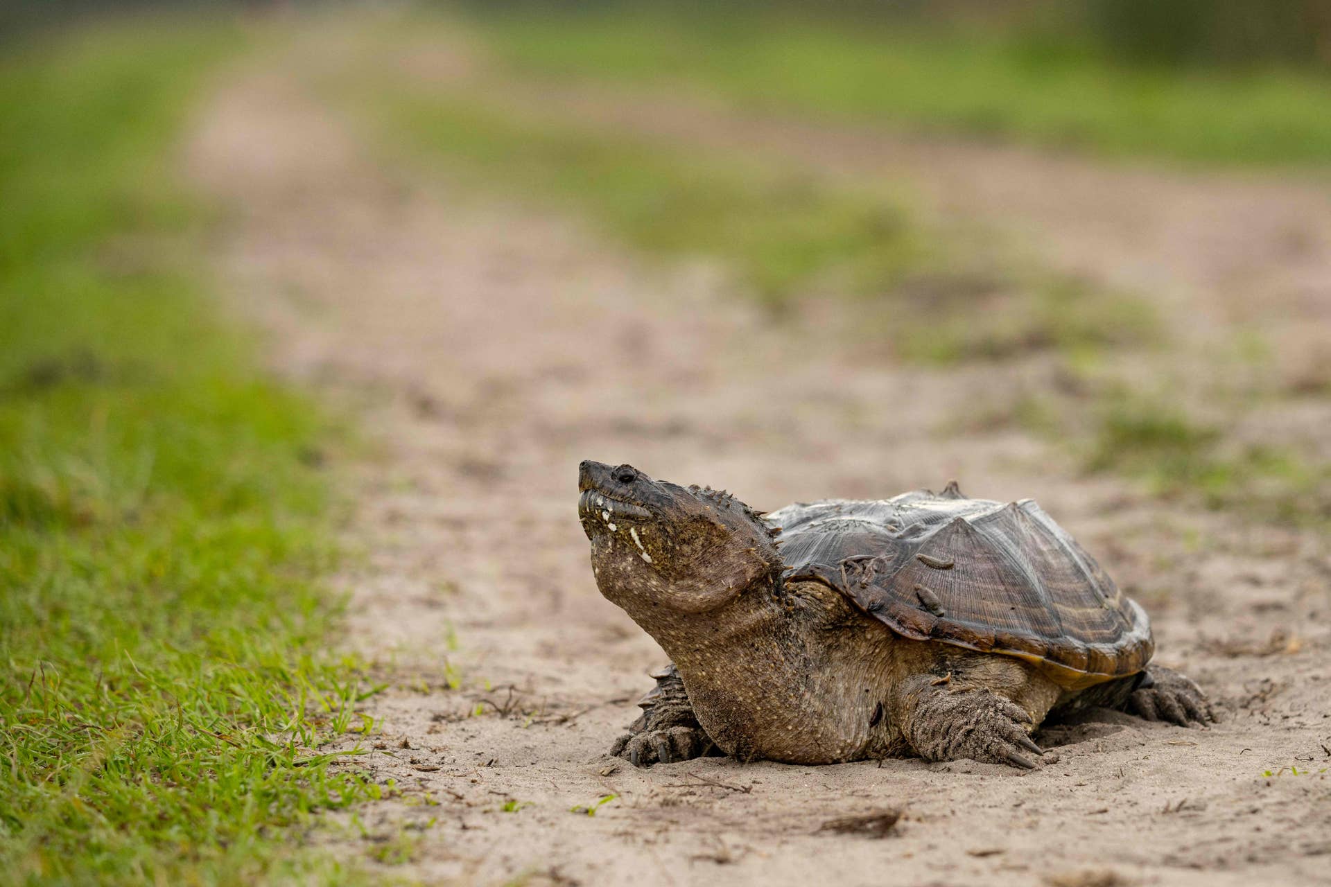 Herd of Horses Meeting a Snapping Turtle for the First Time Has the ...