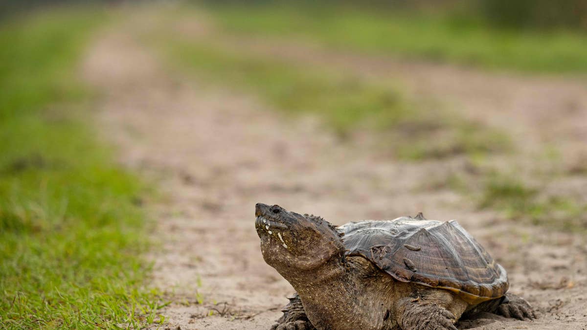 Herd of Horses Meeting a Snapping Turtle for the First Time Has the ...
