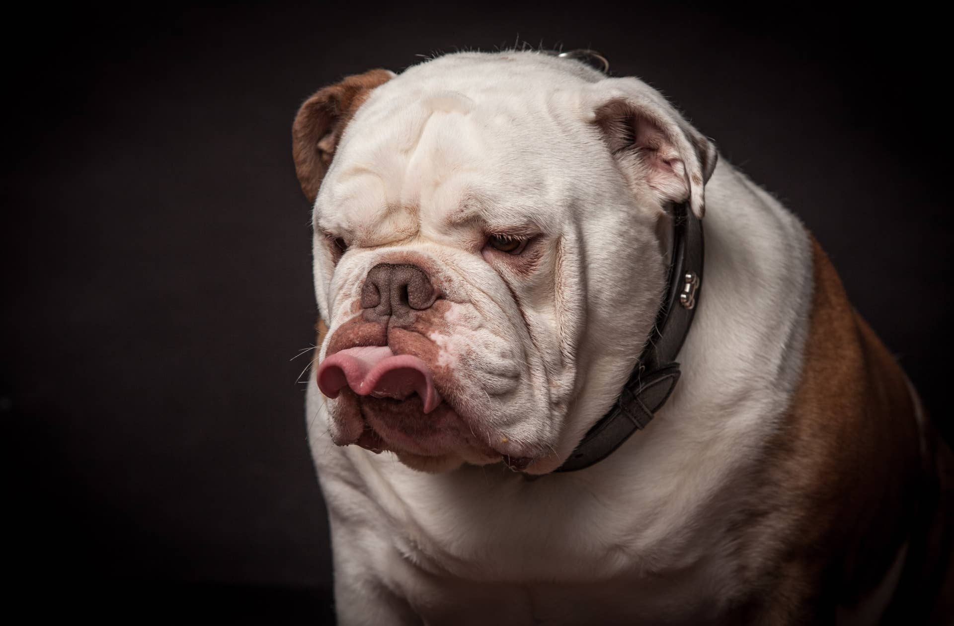 Pancake the English Bulldog Is a Cuddly Apex Predator - Paw Nation
