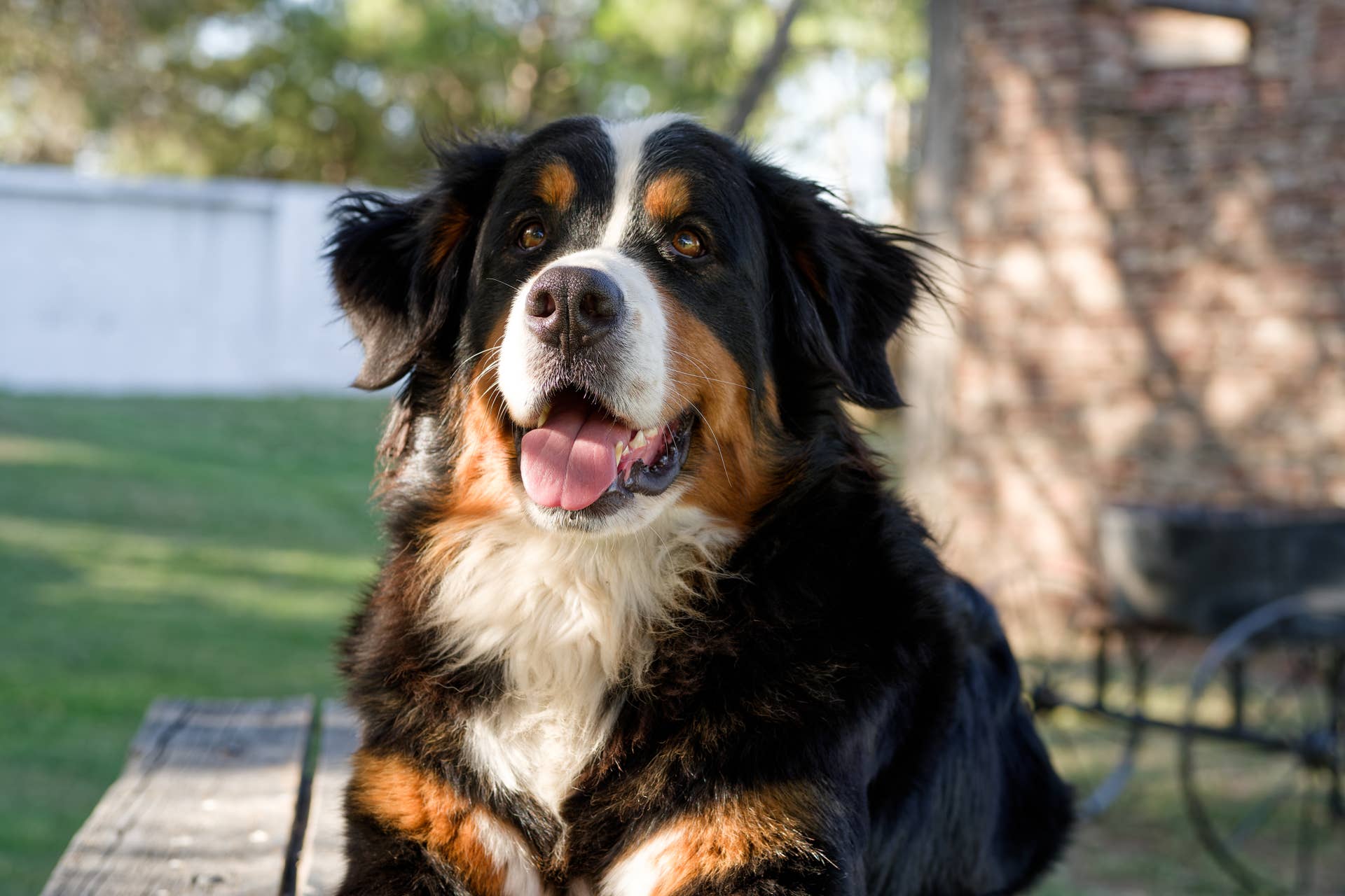 Bernese Mountain Dog Fan Nails What It’s Really Like Raising One - Paw ...