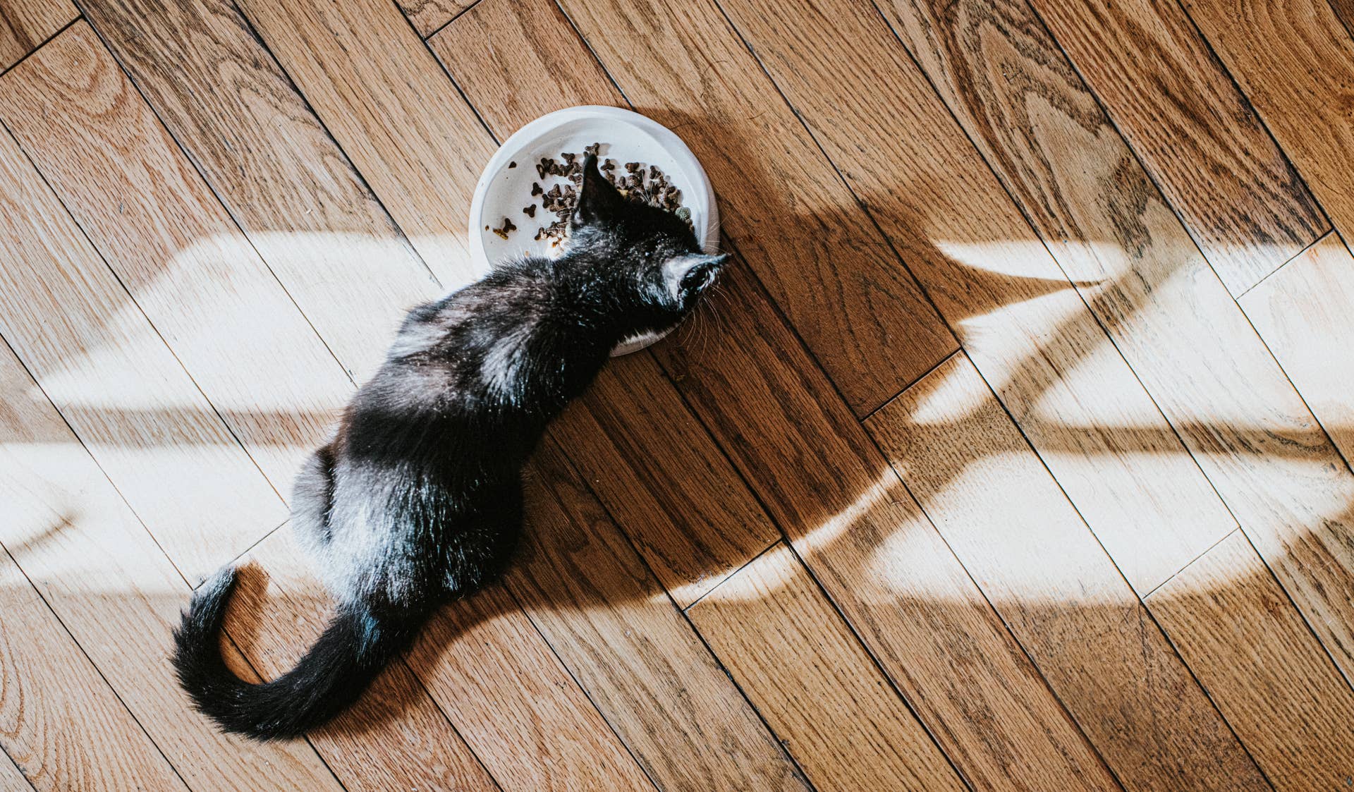 How to Make a 5-Star Date-Night Dinner for Your Cat - PawNation