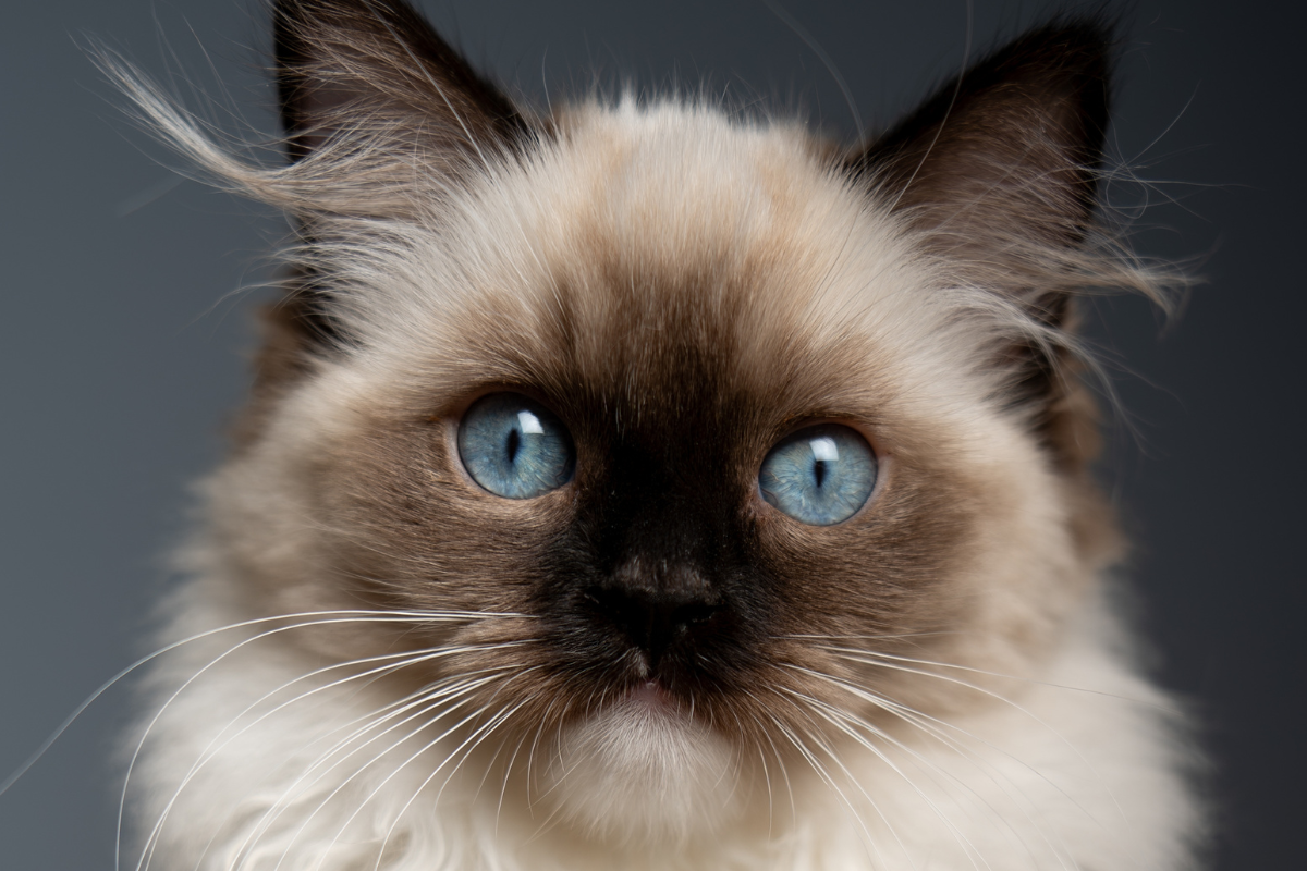 Silly Ragdoll Cat Instantly Acts Innocent When Mom Catches Him Starting ...