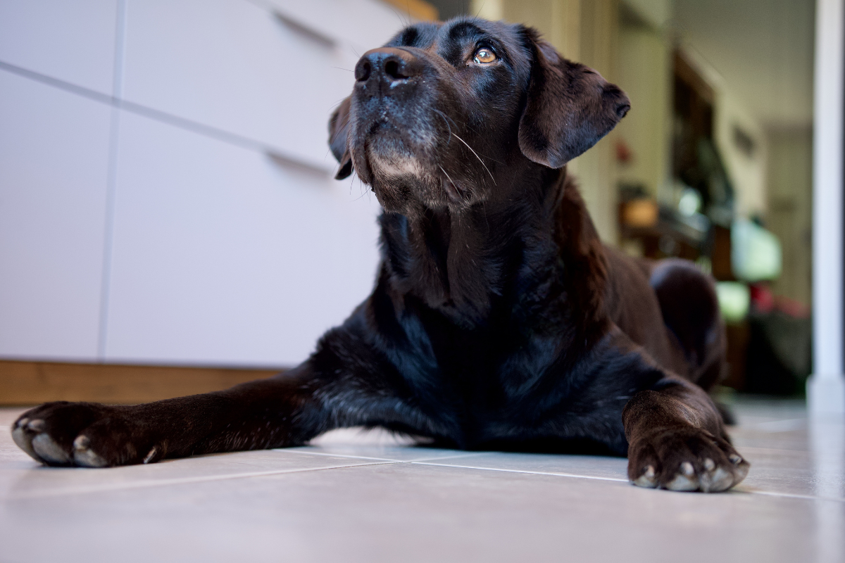 Nosy Black Labrador Thinks Every Grocery Bag Requires His Full ...