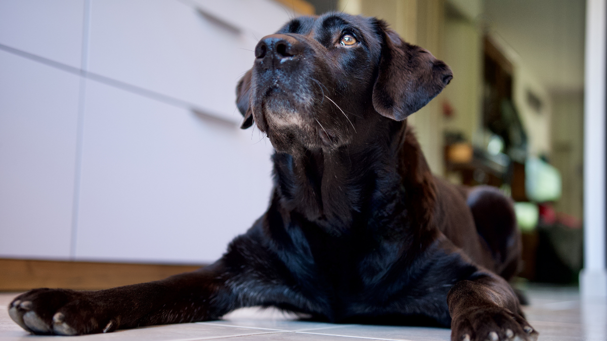 Nosy Black Labrador Thinks Every Grocery Bag Requires His Full ...