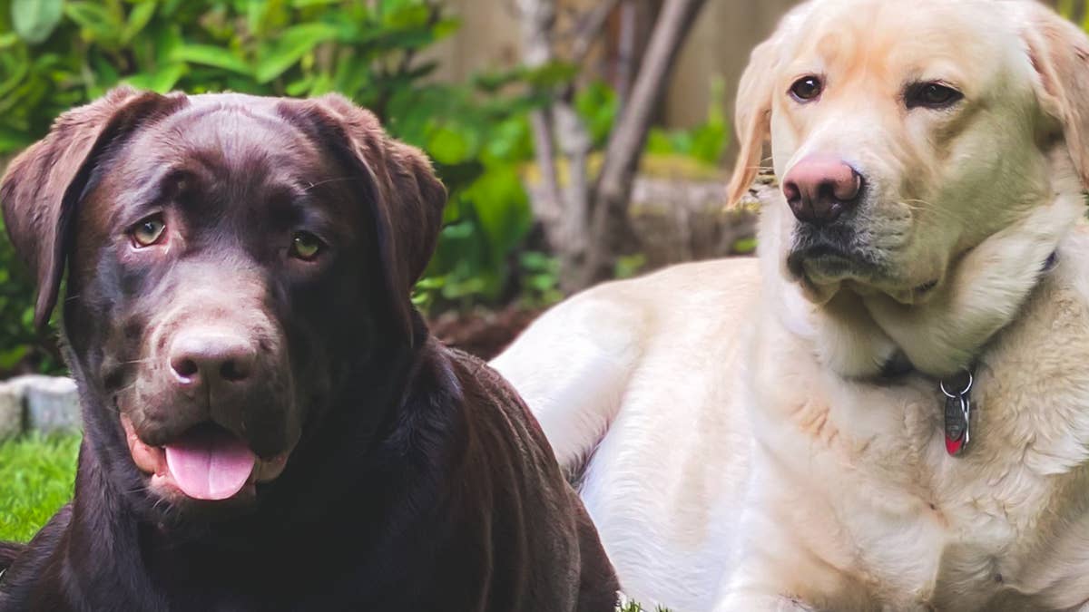 Labradors Take on Their Latest Activity Jar Adventure and It’s Adorable ...