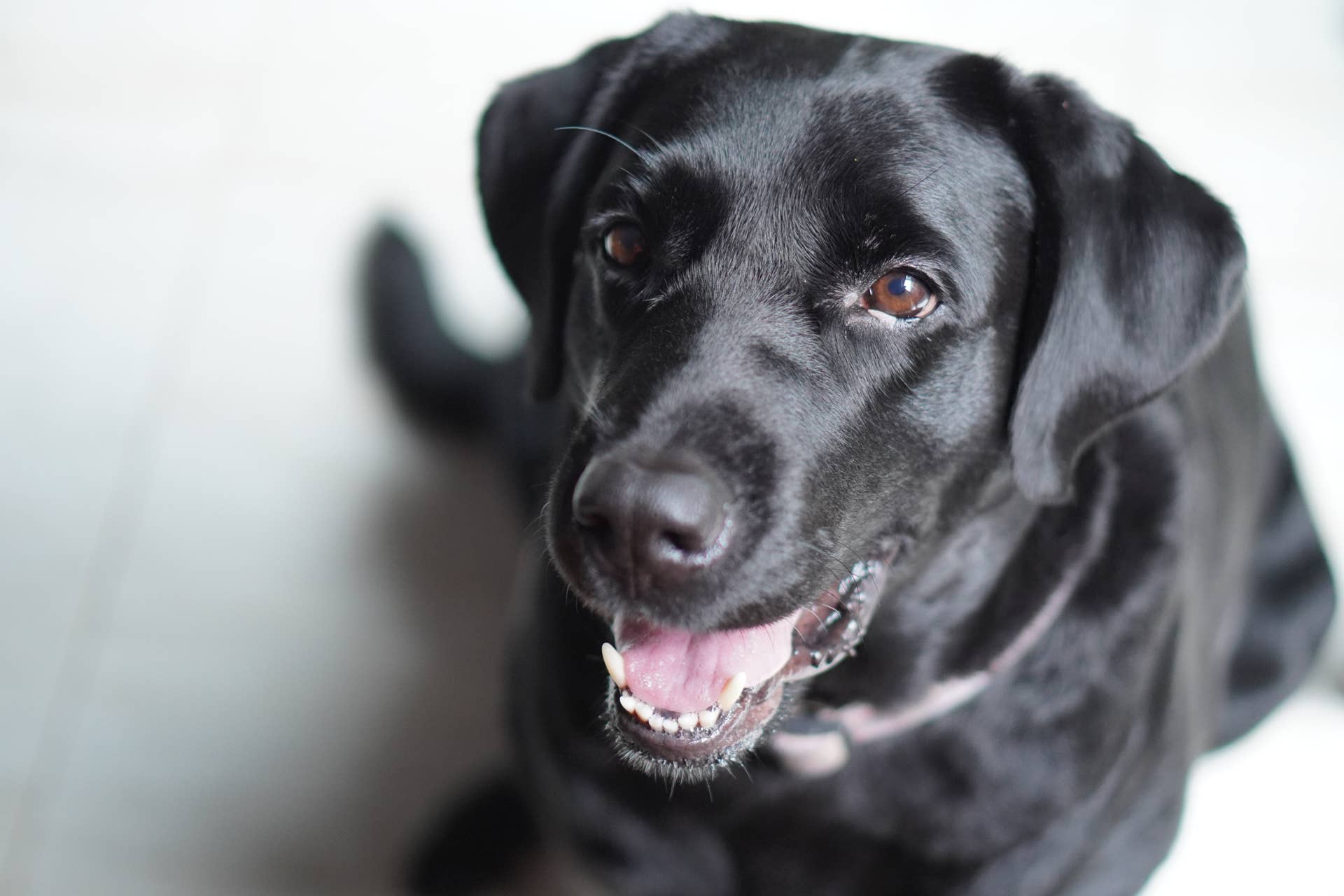 Smart Black Labrador Quickly Masters New Puzzle Feeder - Paw Nation