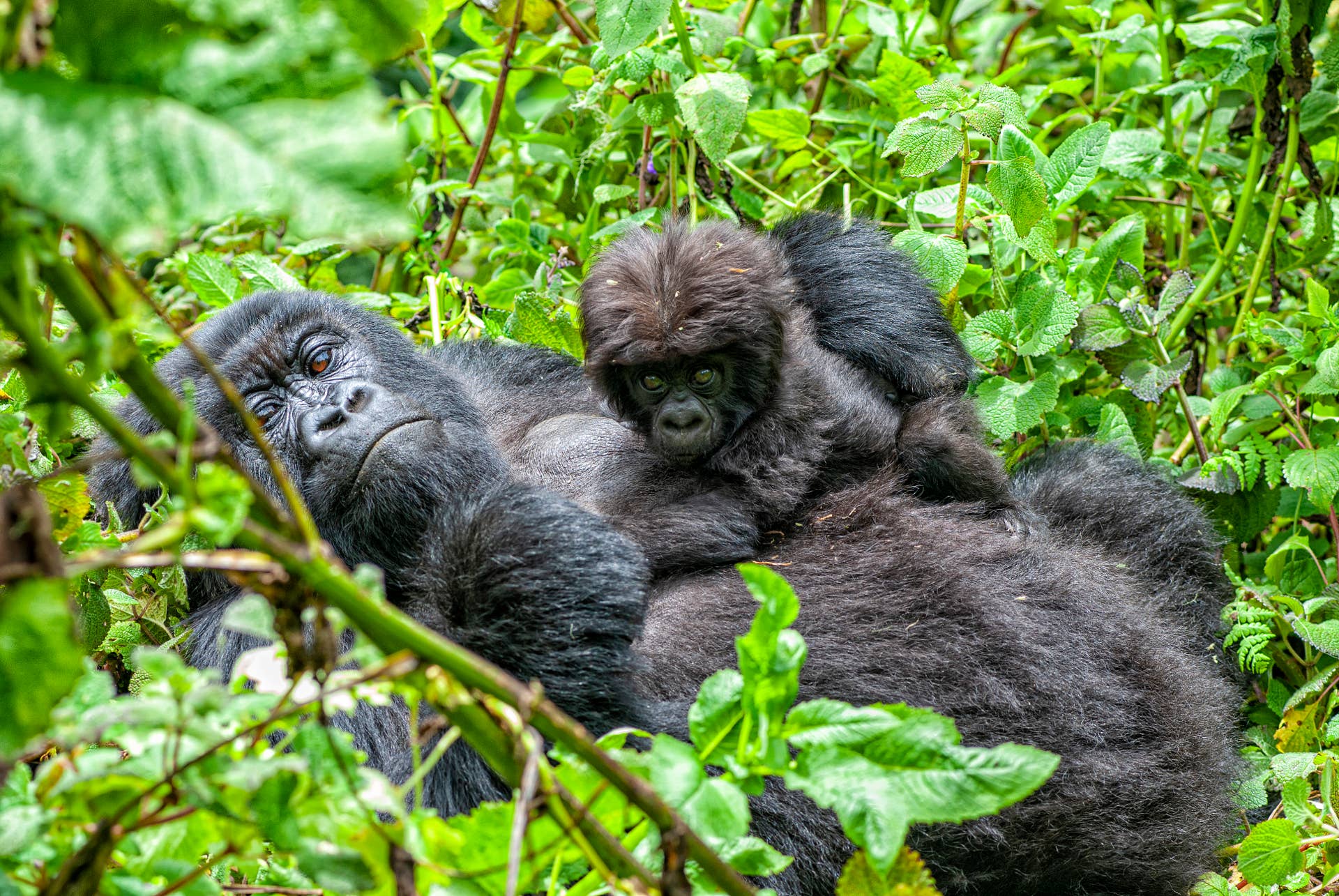 Seattle Zoo's Rare Gorilla C-Section Has Happy Ending - PawNation
