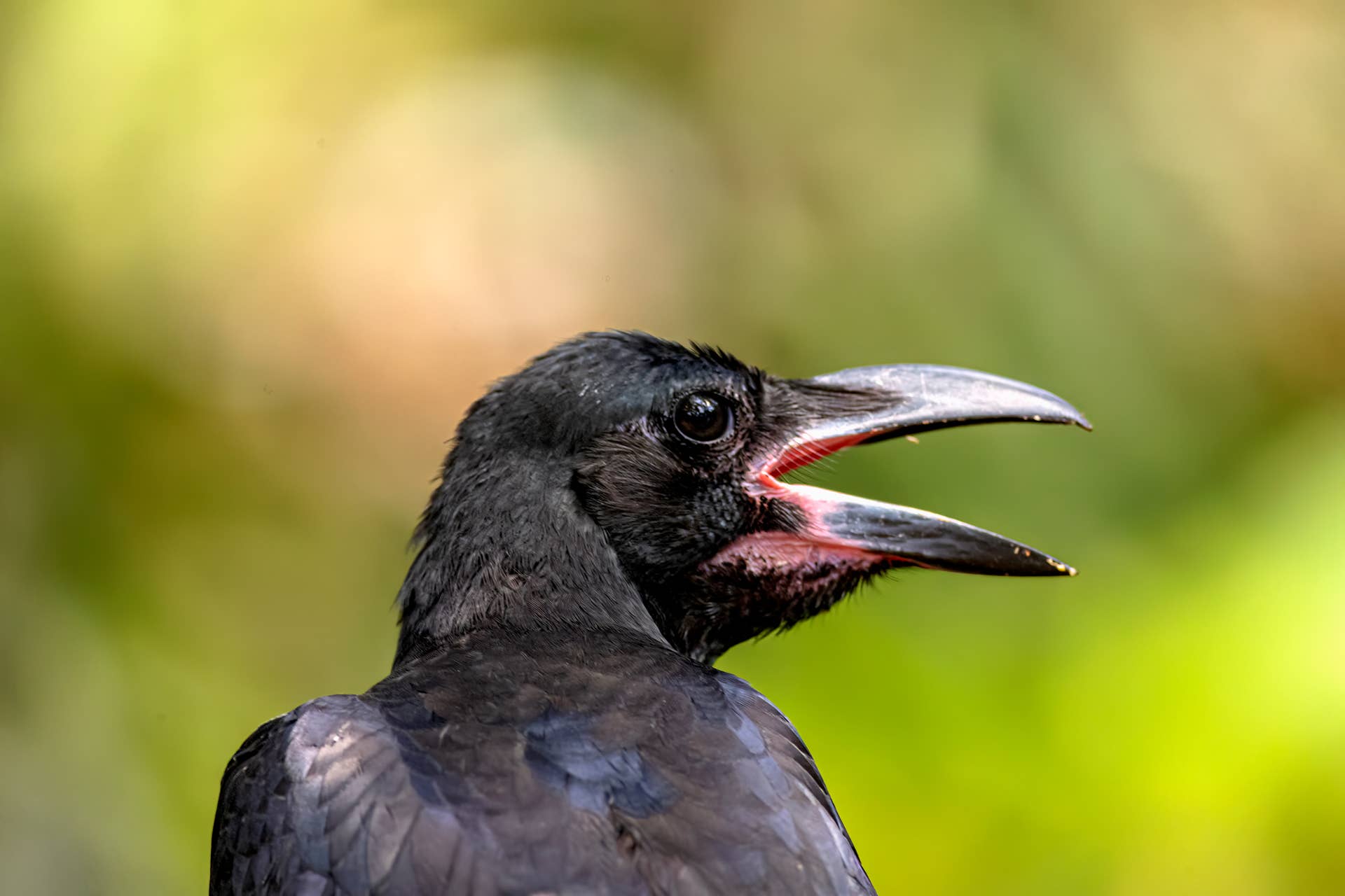 Woman Creates a 'Crow Bar' in Her Yard—and the Local Crows Are ...